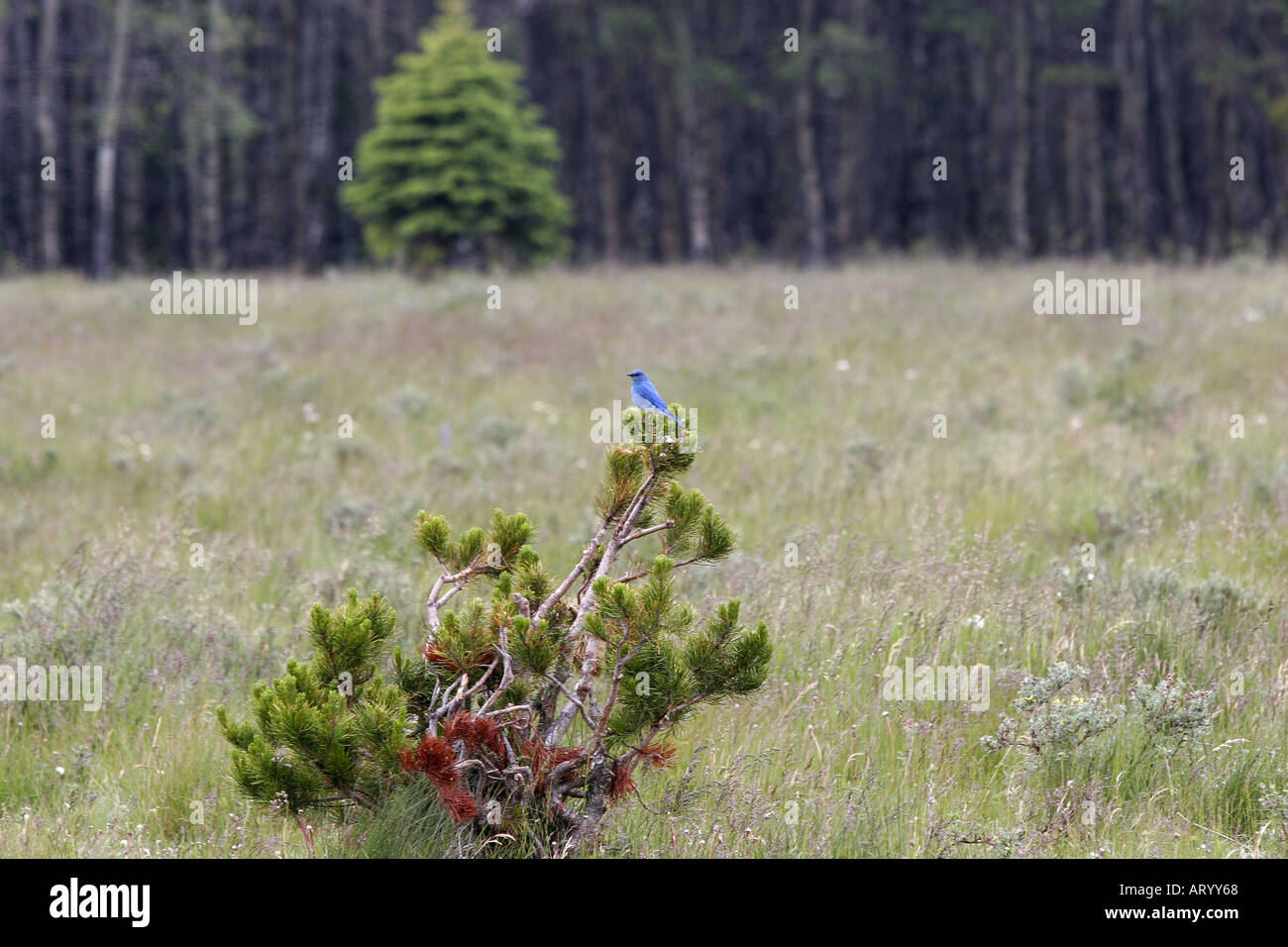 Western bluebird on tree Cypress provincial Park Alberta Stock Photo ...