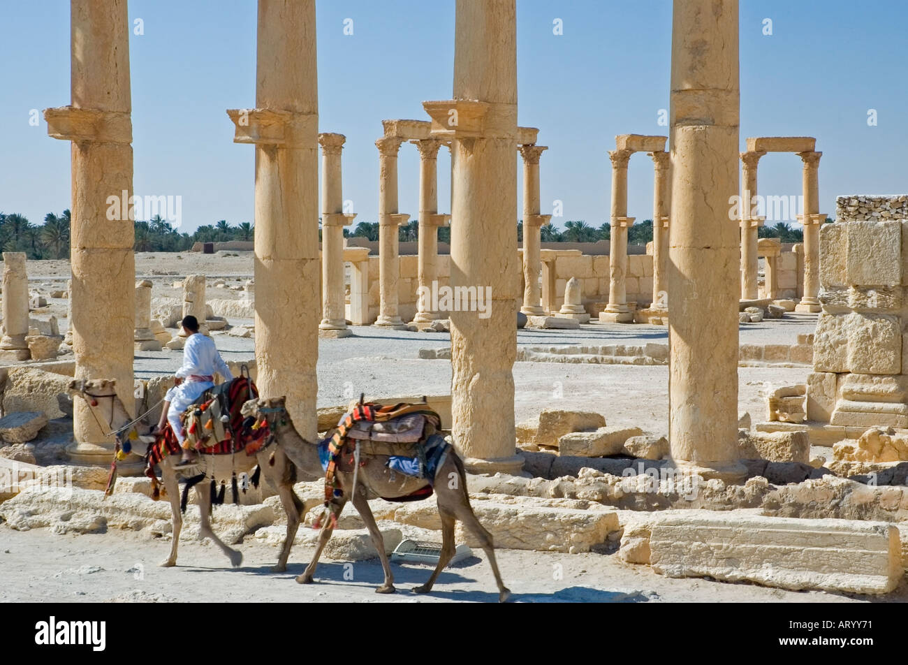 A camel and driver look for passengers amongst the Ruins of ancient ...