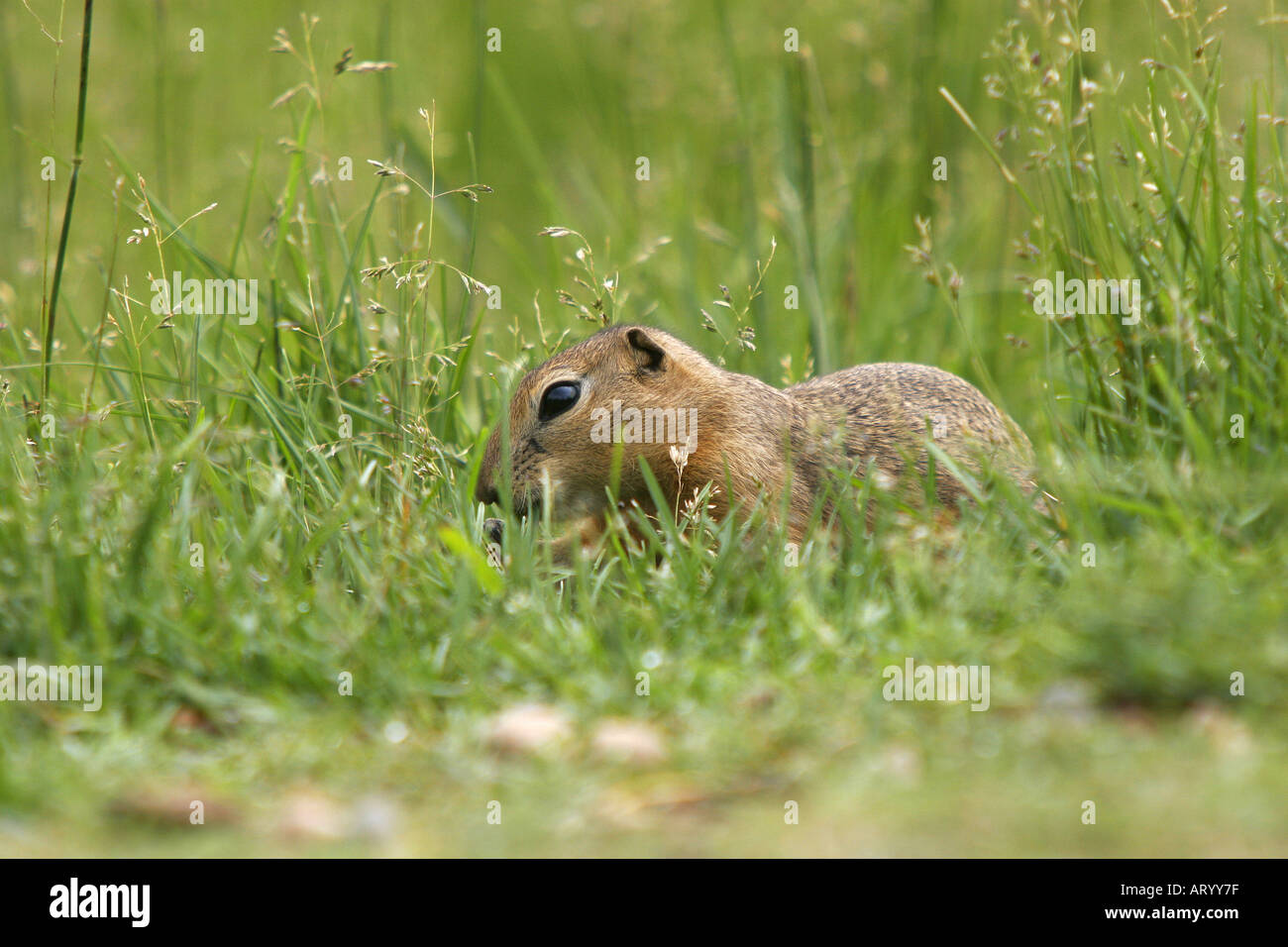 Gopher Alberta Canada High Resolution Stock Photography and Images - Alamy