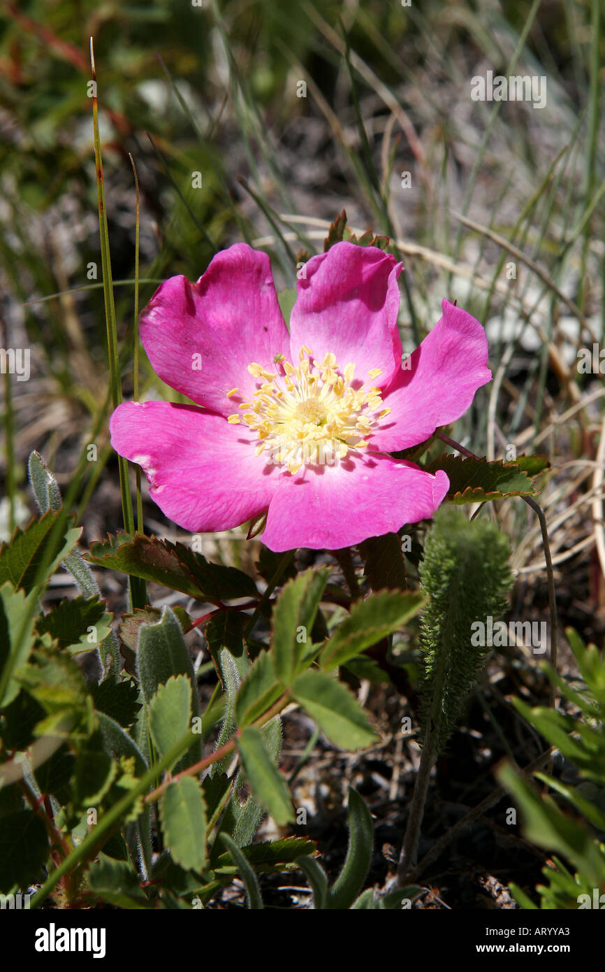 Wild Rose Wildflowers summer in Alberta Stock Photo - Alamy