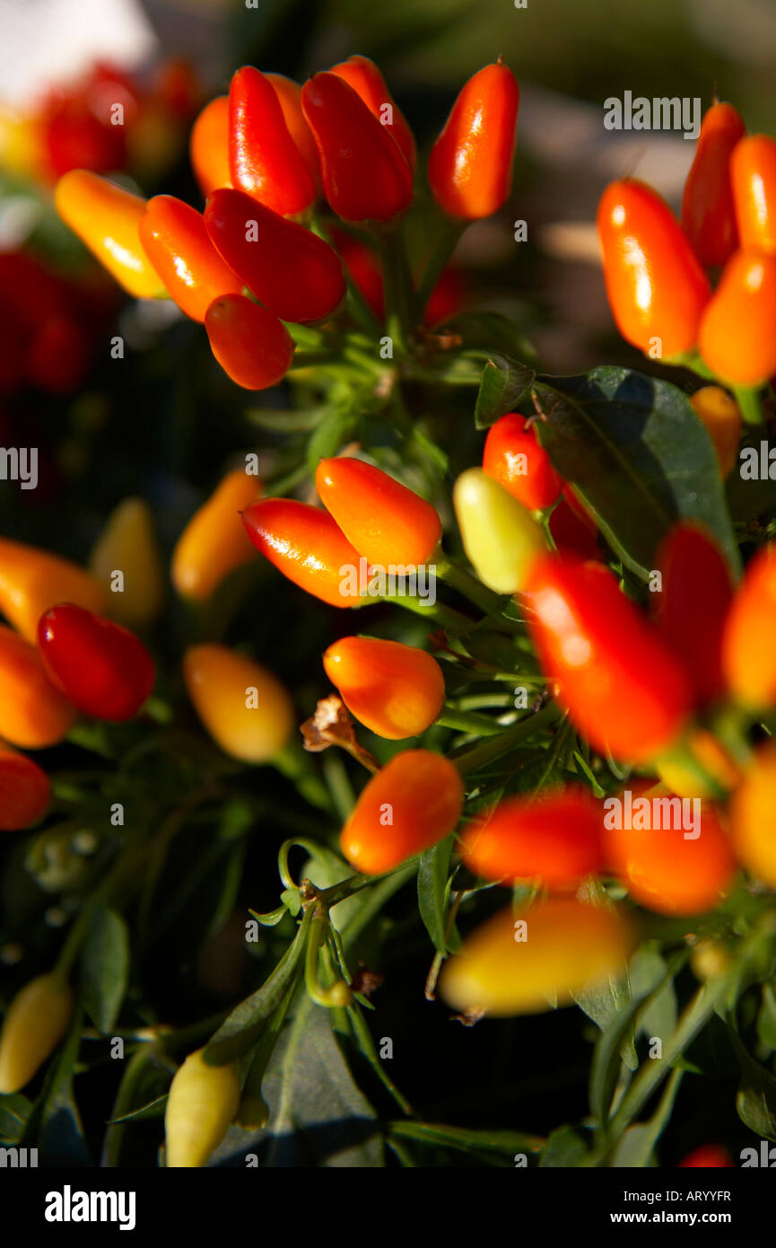 little chilli peppars Stock Photo - Alamy