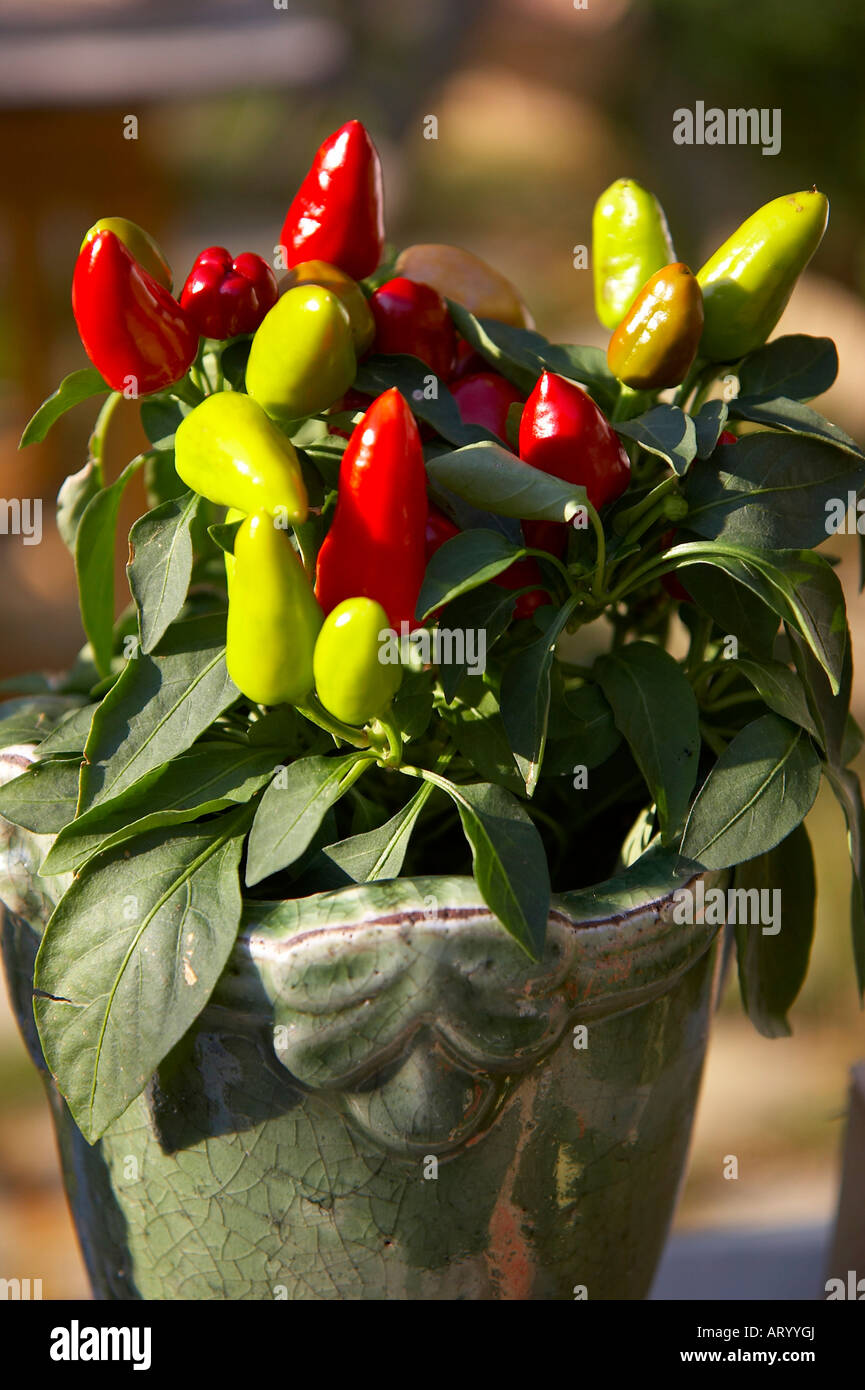 little chilli peppars Stock Photo - Alamy