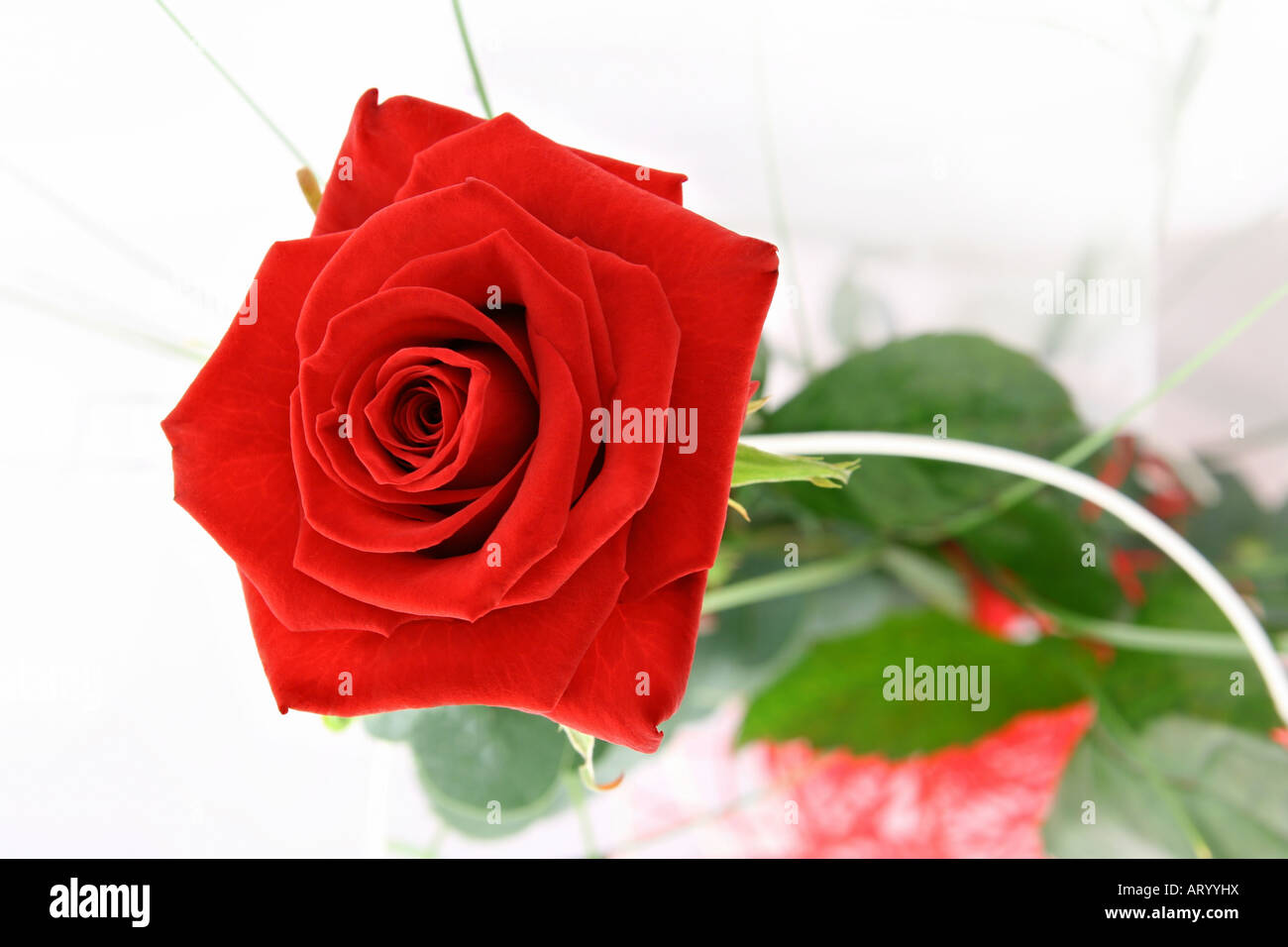 Single red rose stem hi-res stock photography and images - Alamy