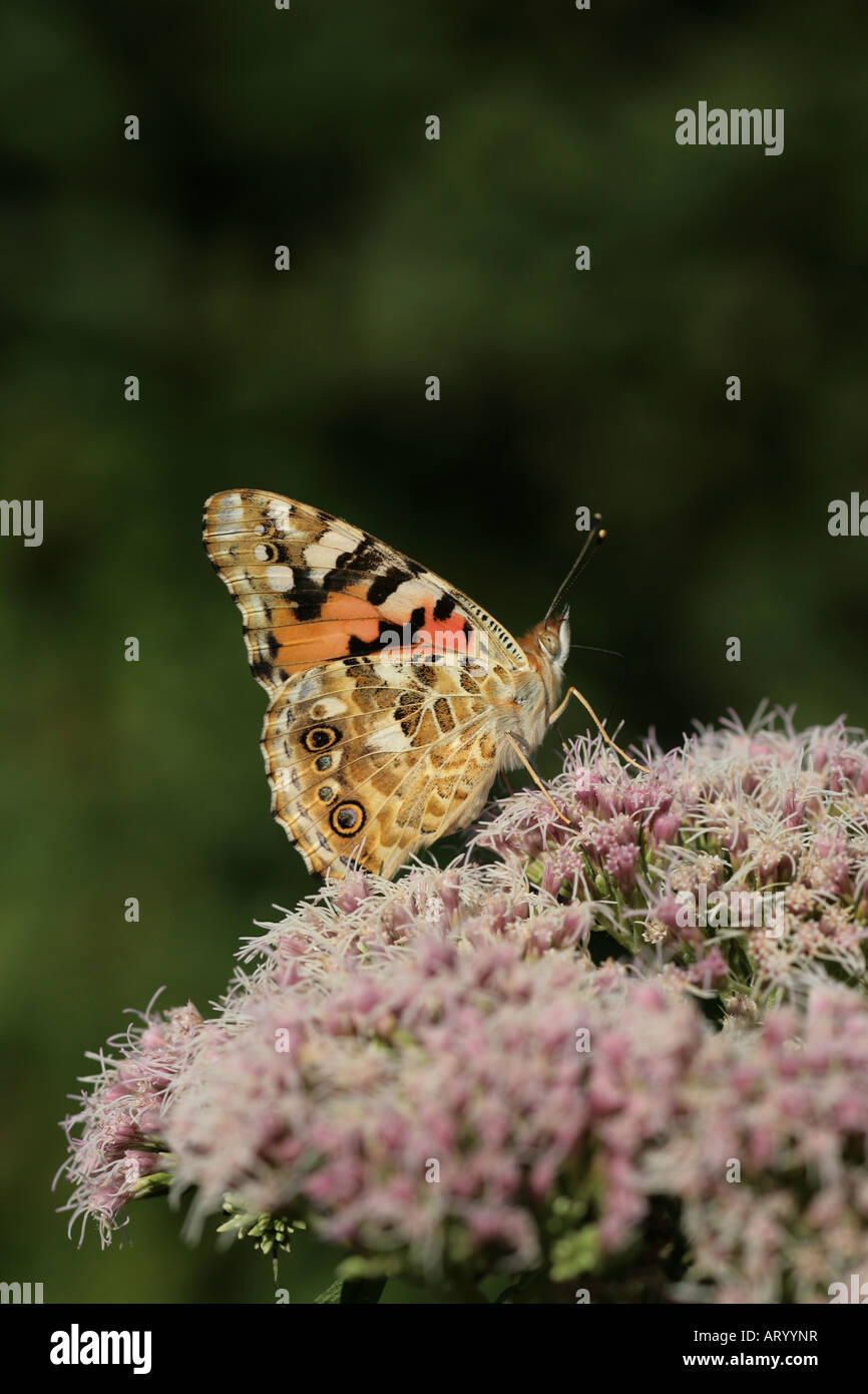 Painted Lady butterfly Vanessa cardui Stock Photo - Alamy
