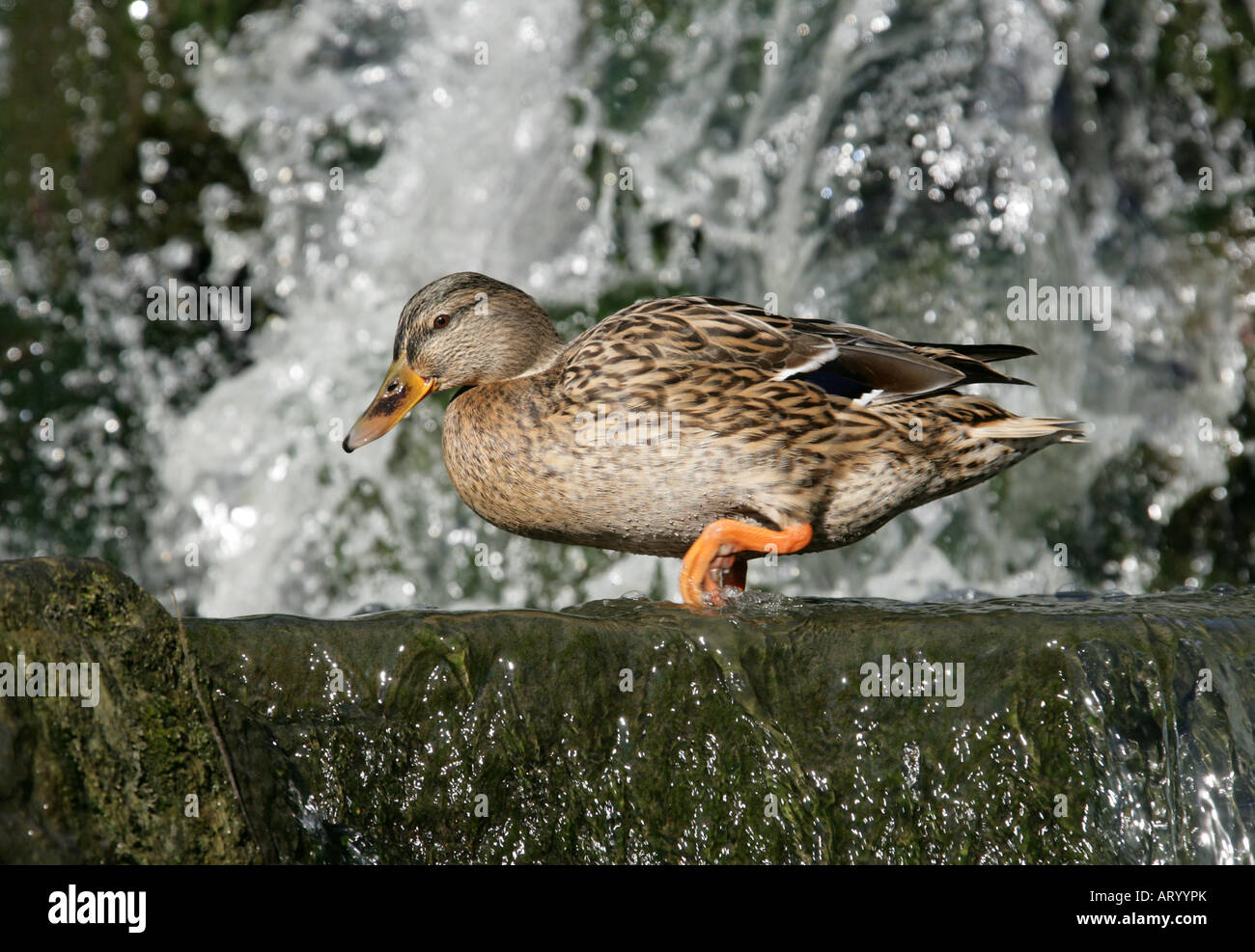Female Mallard Duck, Anas platyrhynchos, Anatidae Stock Photo - Alamy