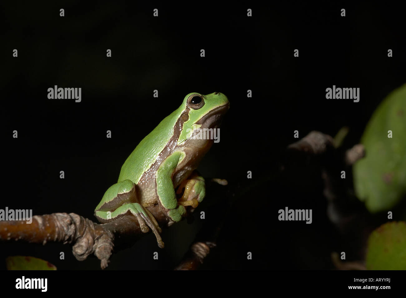 Italian Tree Frog Hyla intermedia Central Italy Stock Photo - Alamy