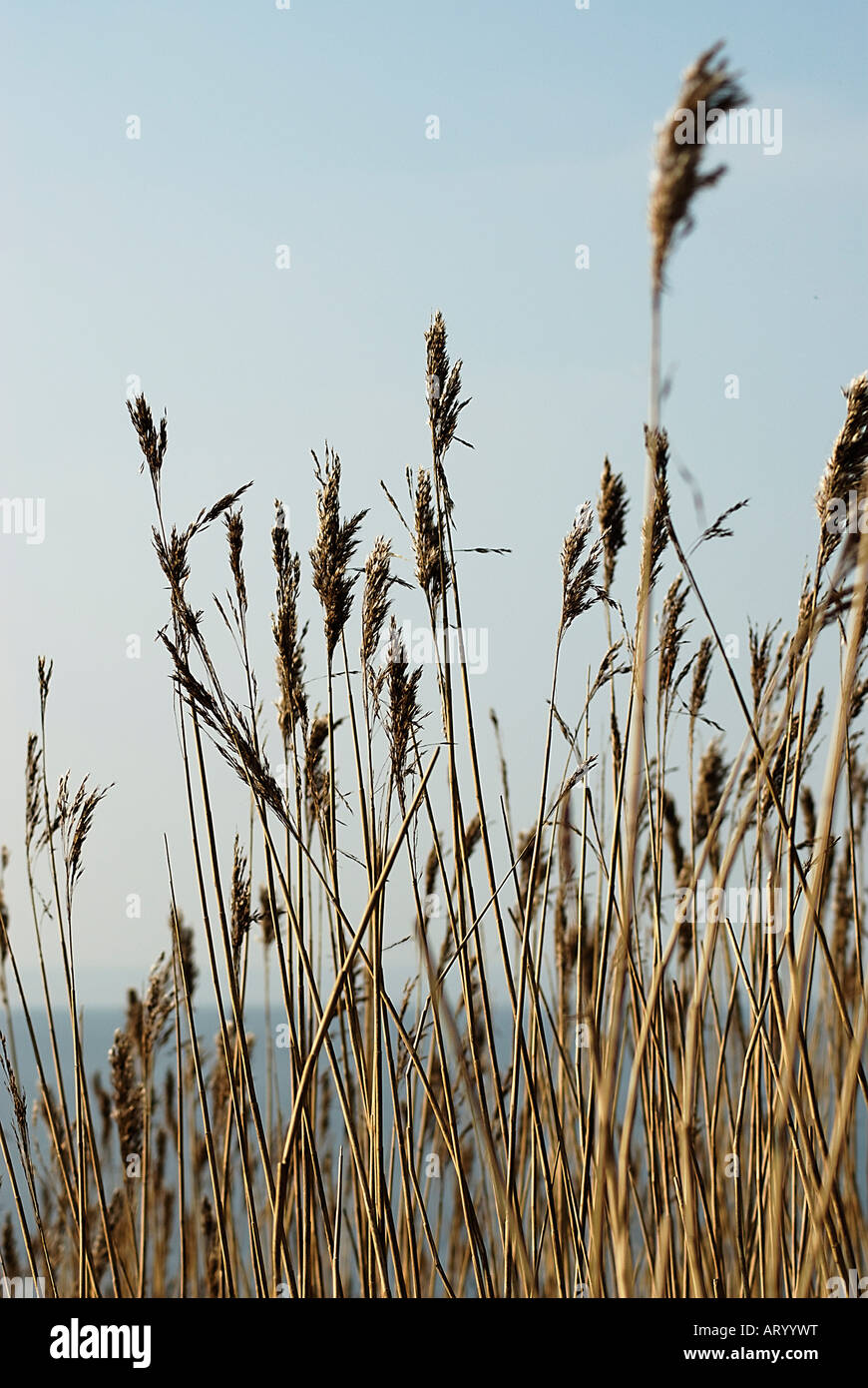 Reed grasses hi-res stock photography and images - Alamy