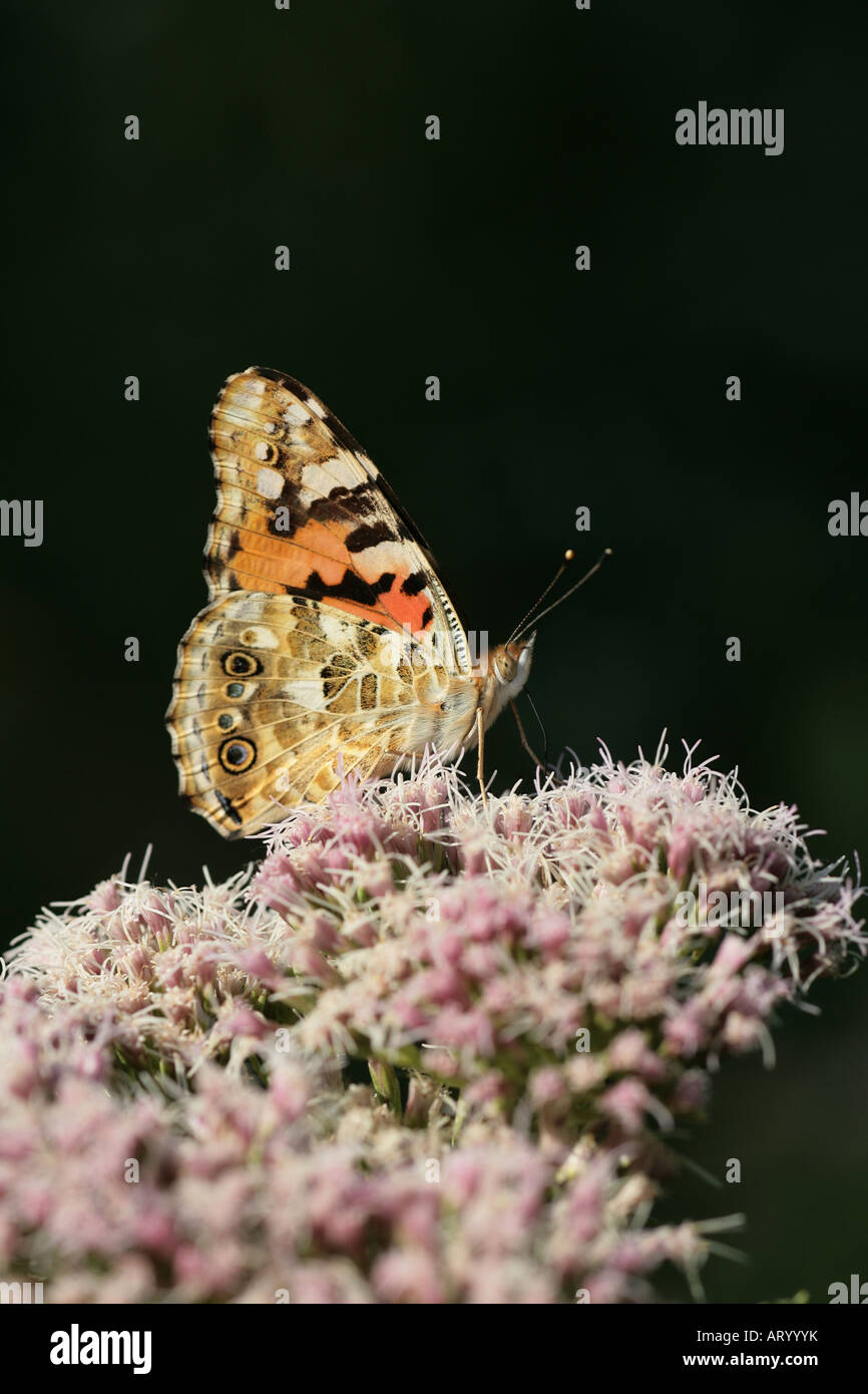 Painted Lady butterfly Vanessa cardui Stock Photo - Alamy