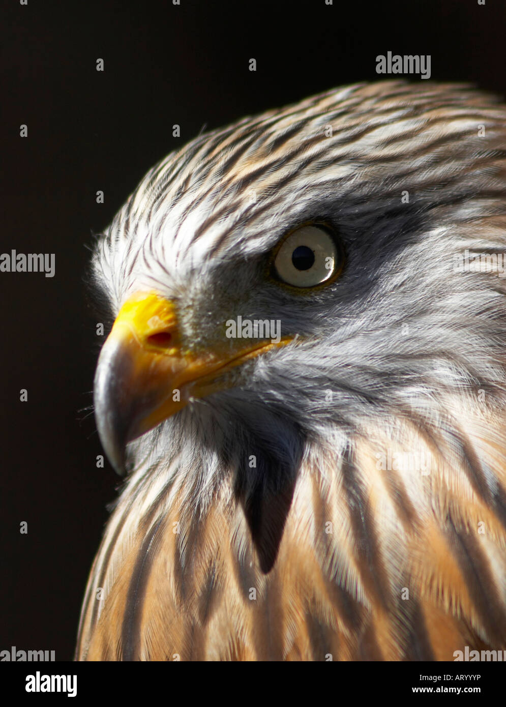 Portrait red kite hi-res stock photography and images - Alamy