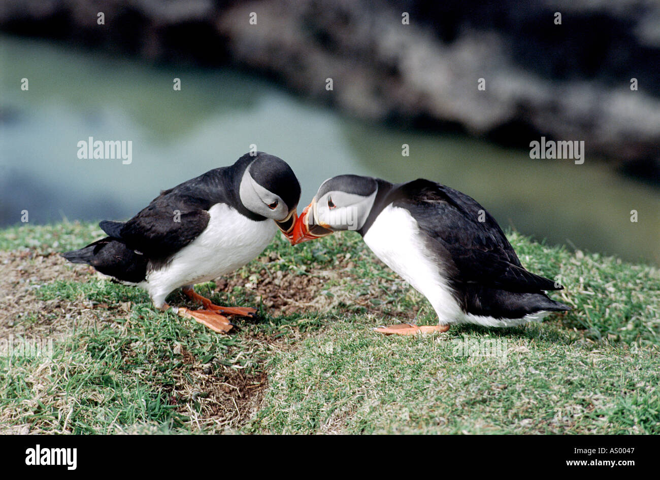 Puffin mating ritual hi-res stock photography and images - Alamy