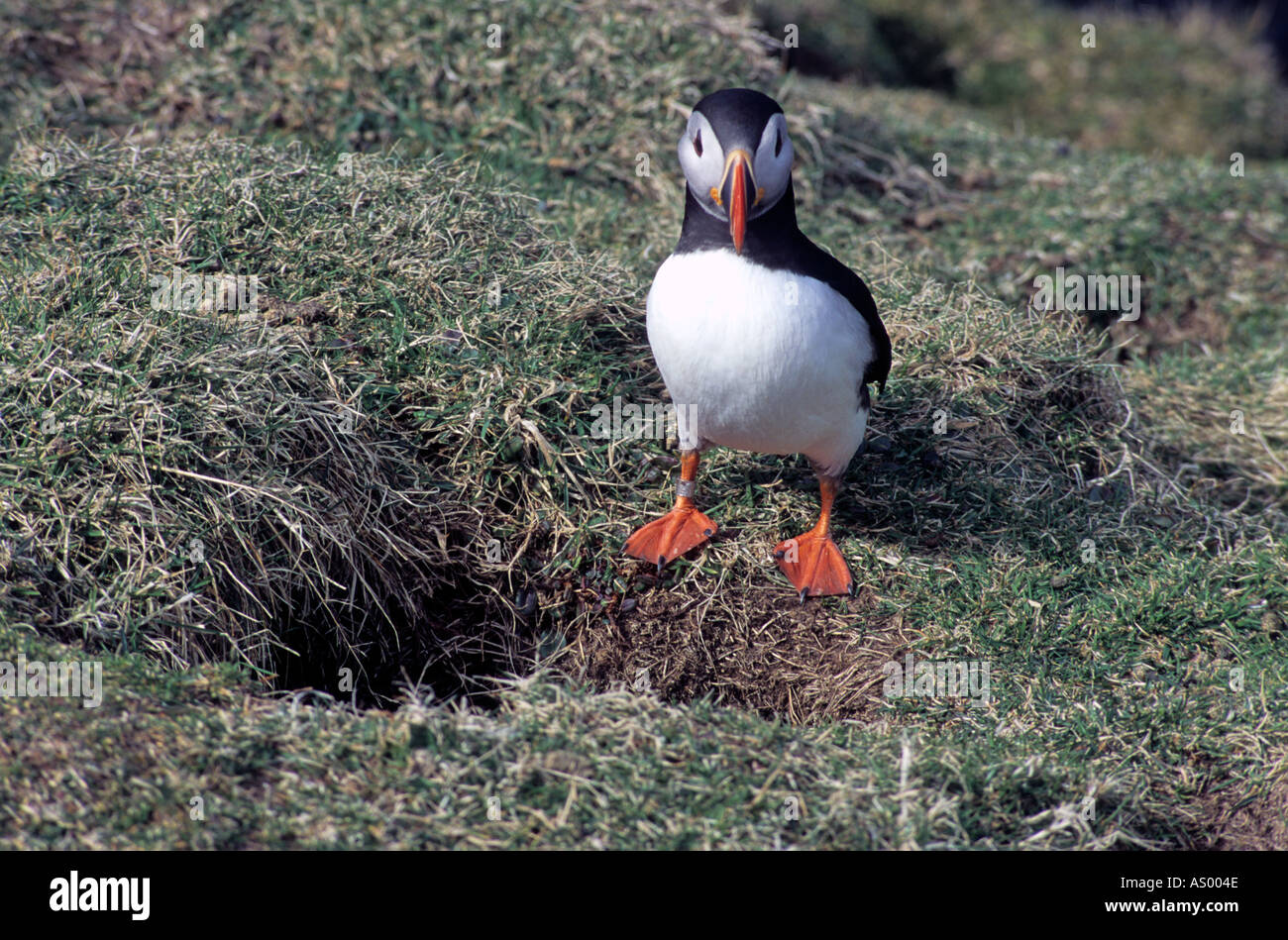 Puffin showing ringed feet Stock Photo - Alamy