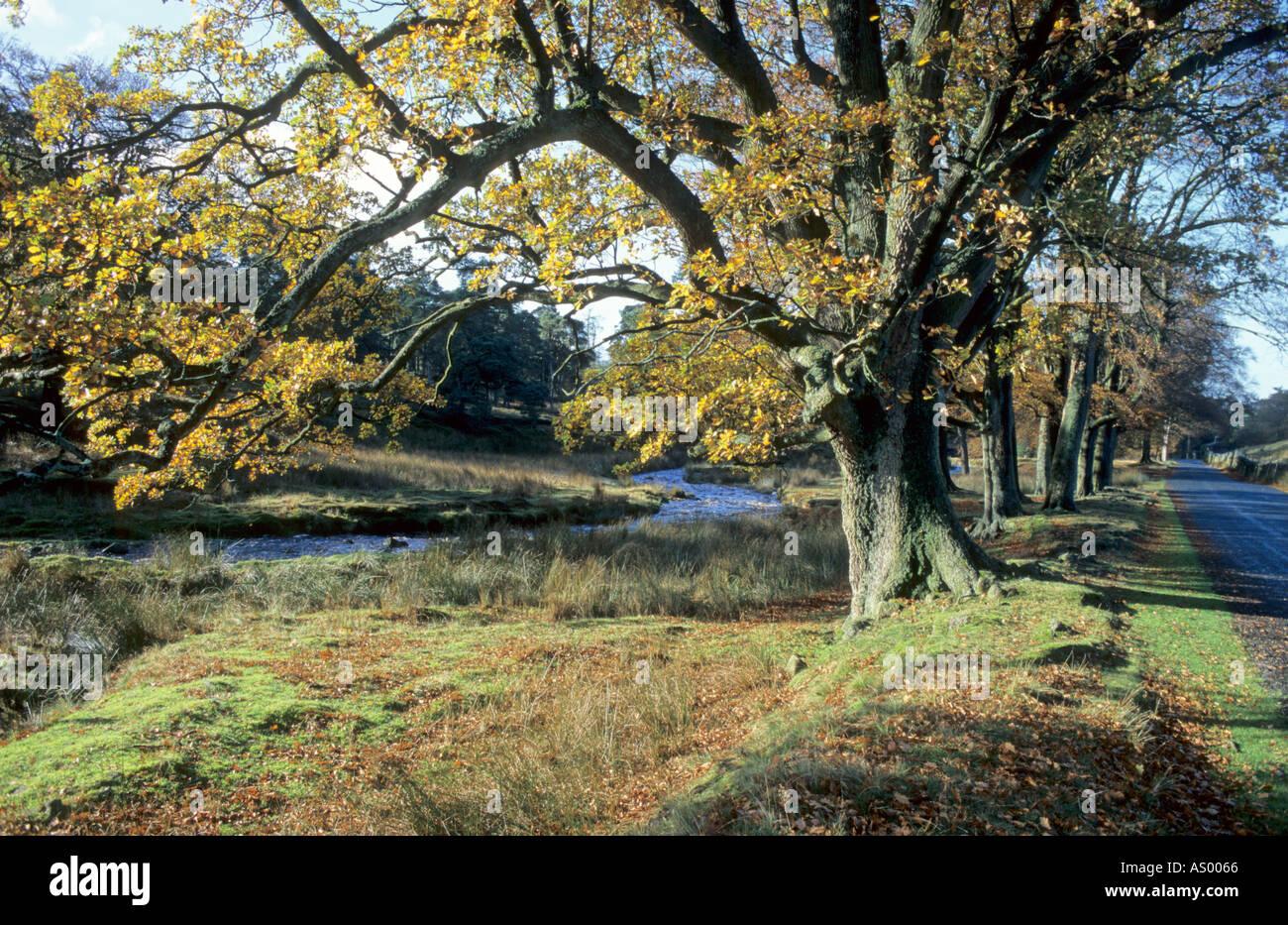 Row autumn beech trees in hi-res stock photography and images - Alamy