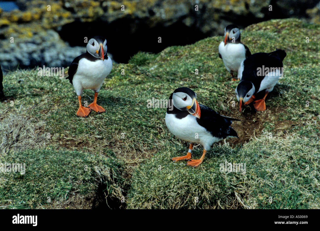 Puffins Fratercula arctica group of four Lunga Scotland Stock Photo - Alamy