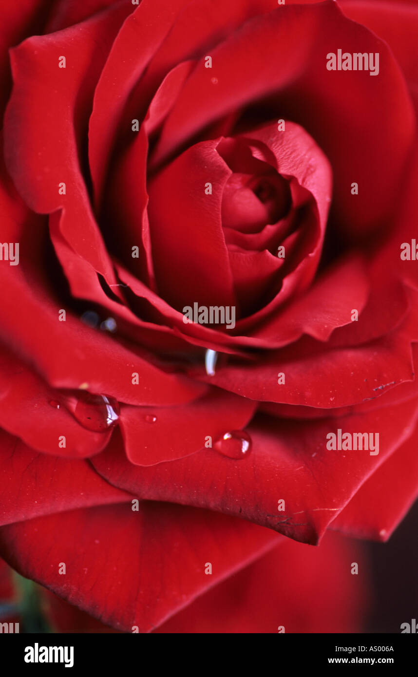 Red rose Grand Prix water droplets Stock Photo - Alamy