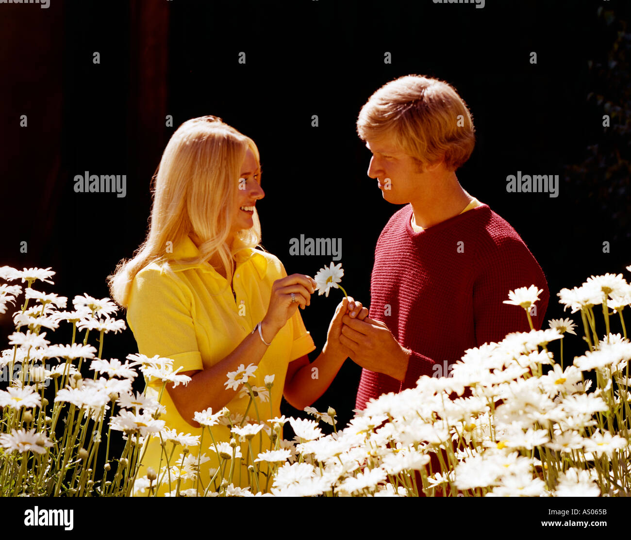 Romantic young couple enjoy a get together amid flowering Shasta Daisy ...