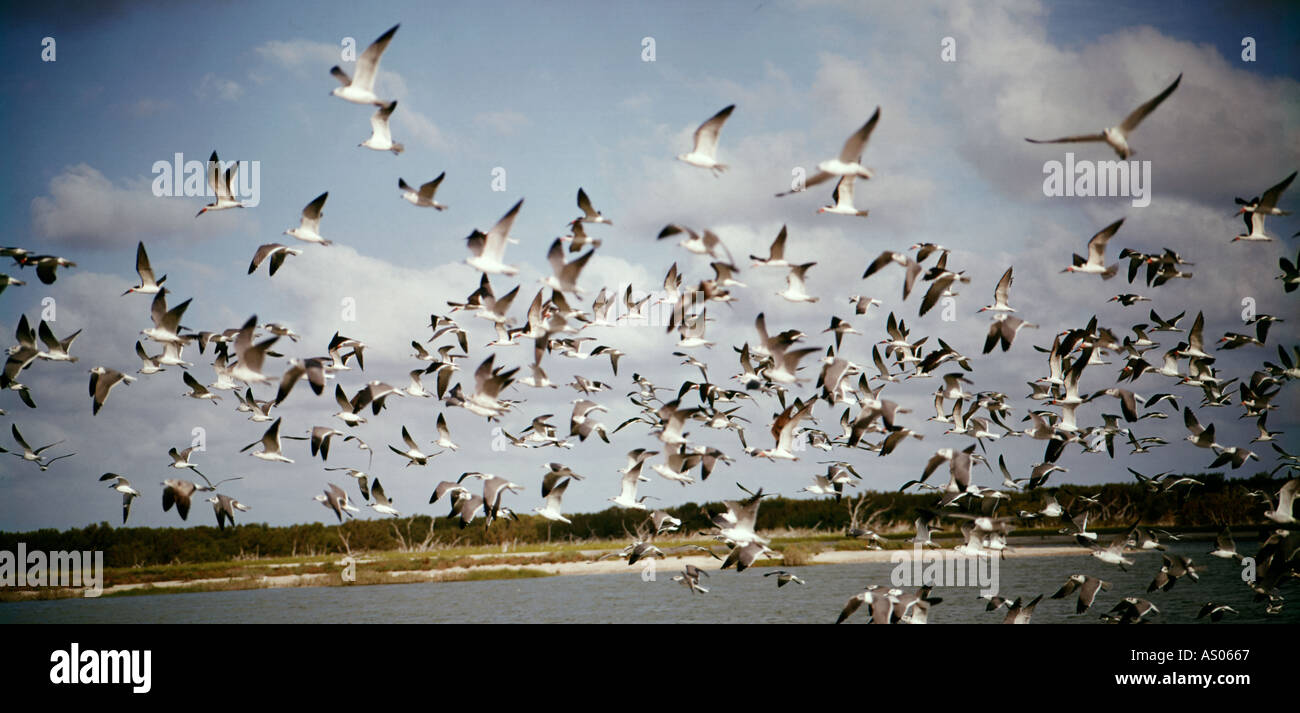 Migratory birds flock together in a Florida swampy wetland Stock Photo ...