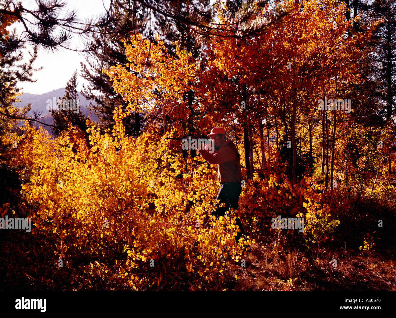 Autumn colors the aspen trees as a big game hunter takes to the woods ...