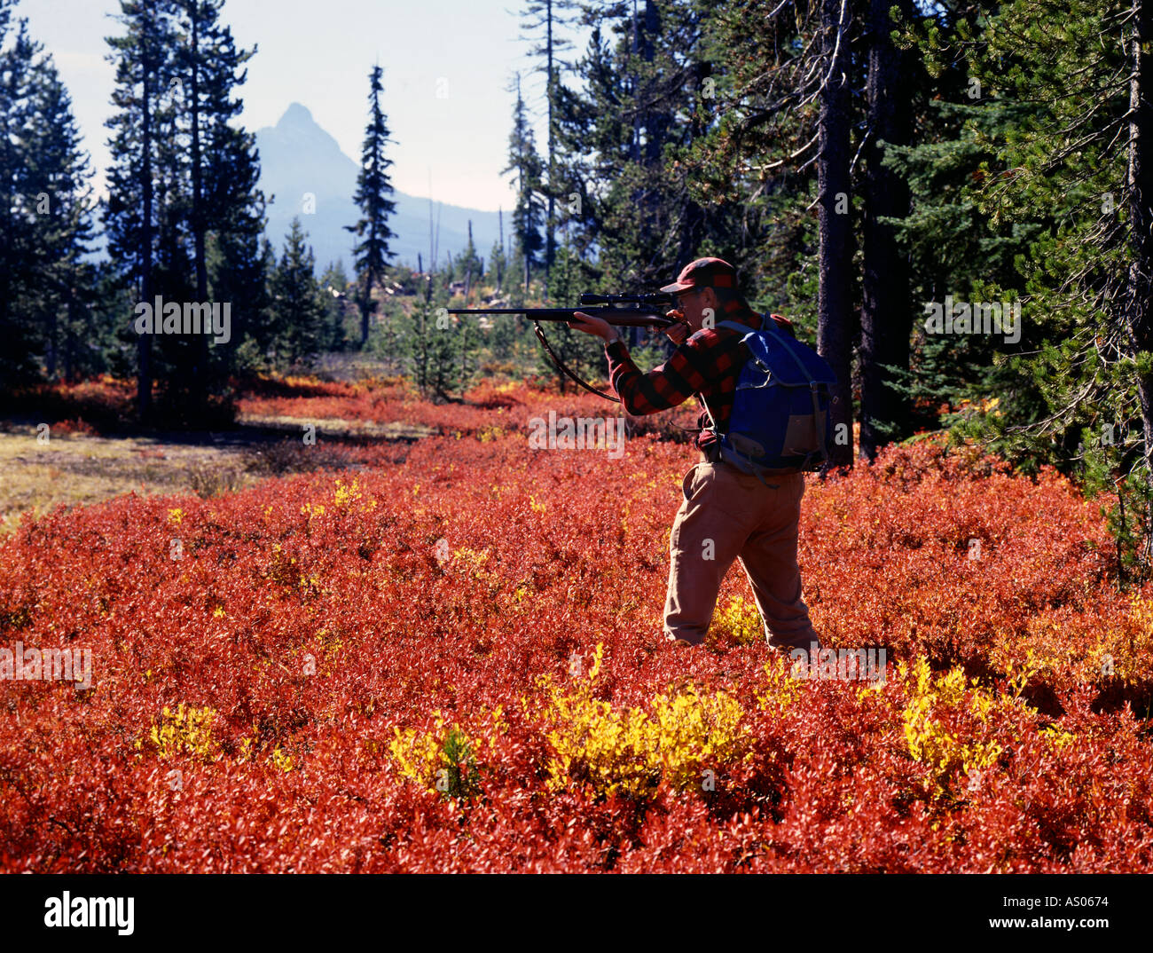 Big game hunter stands amid red bushes in autumn colors as deer season ...