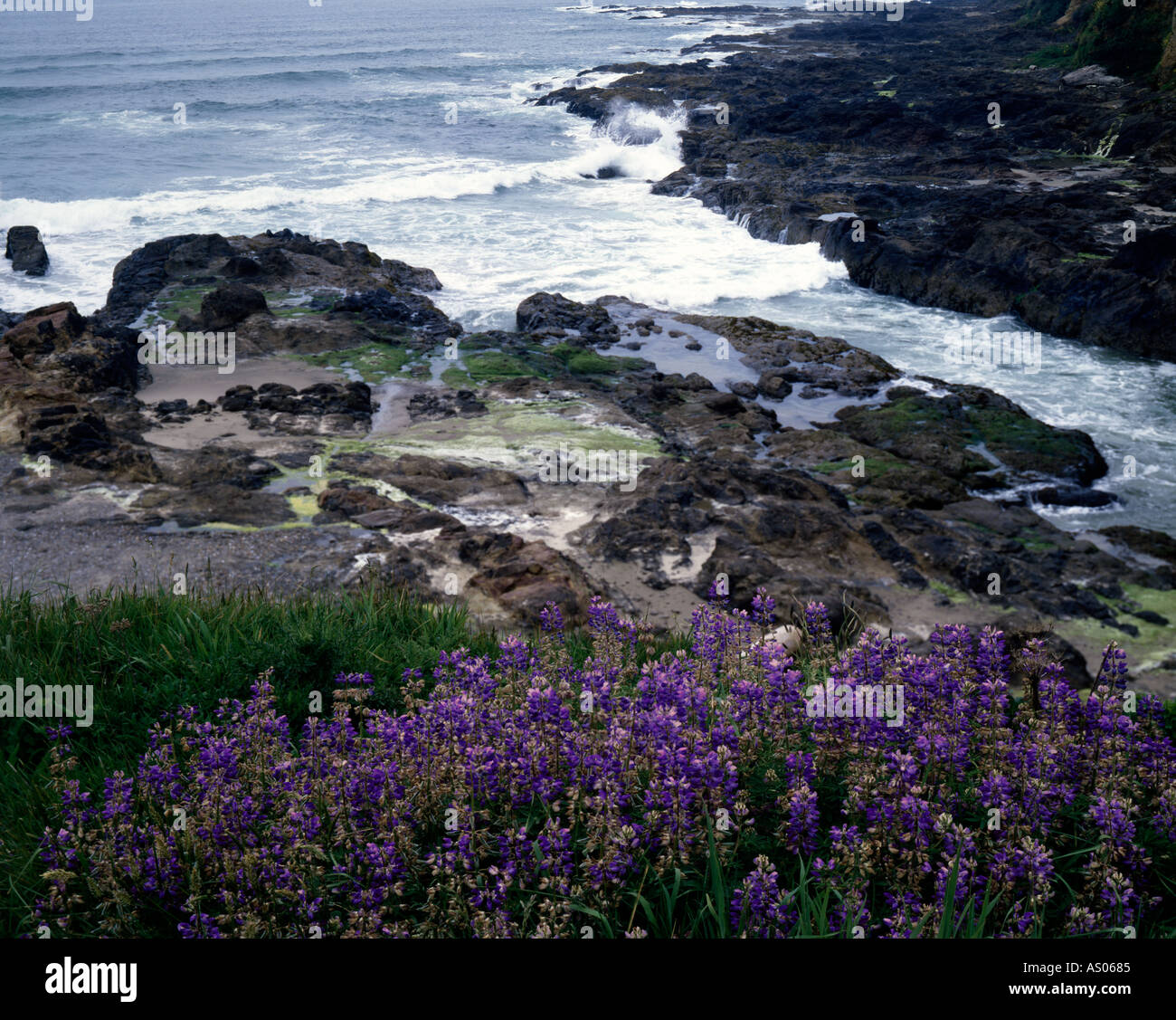 Blue lupine wildflowers bloom along the rocks and rugged Oregon Pacific ...