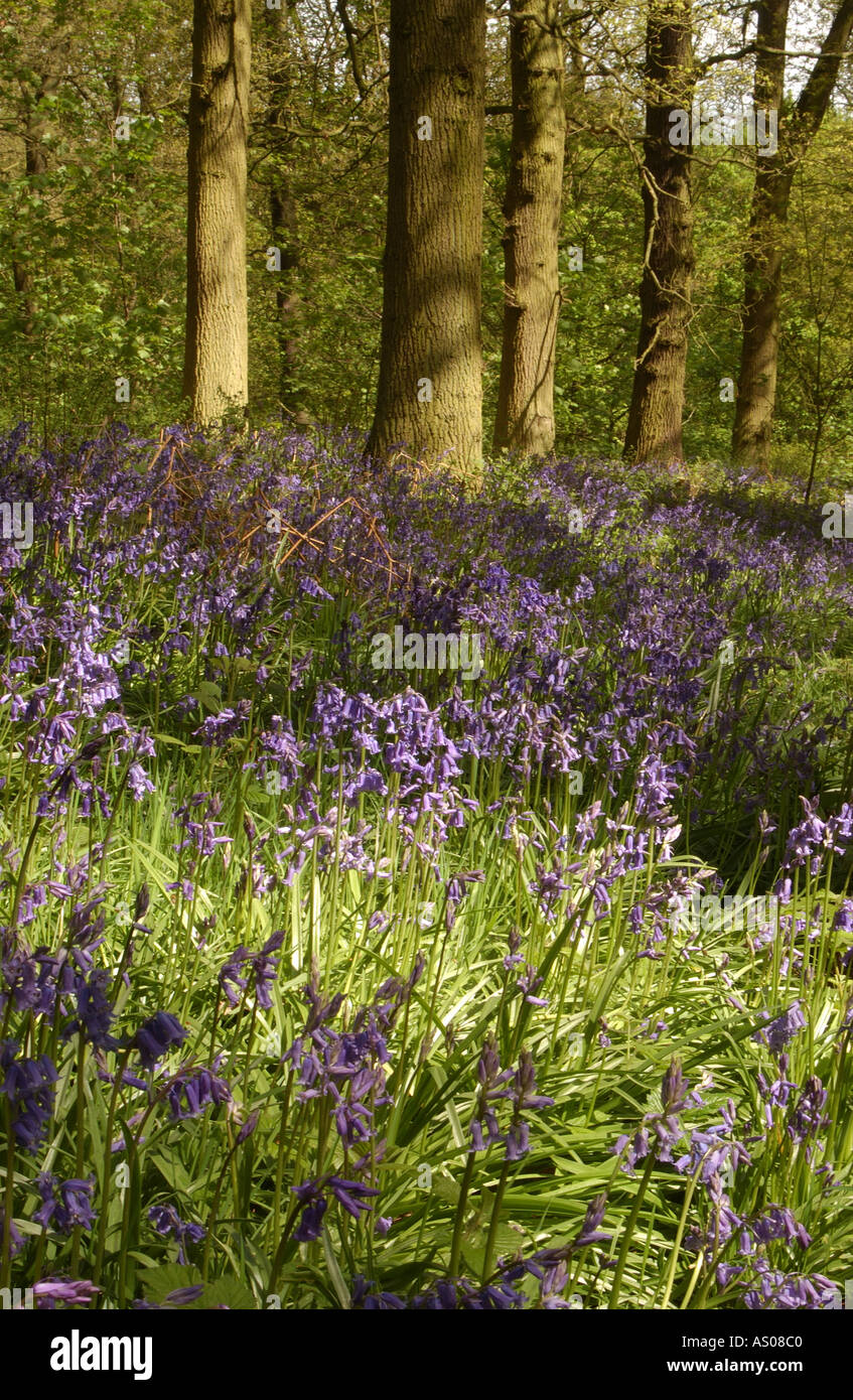 Wild bluebells in spring Welburn North Yorkshire England UK United ...