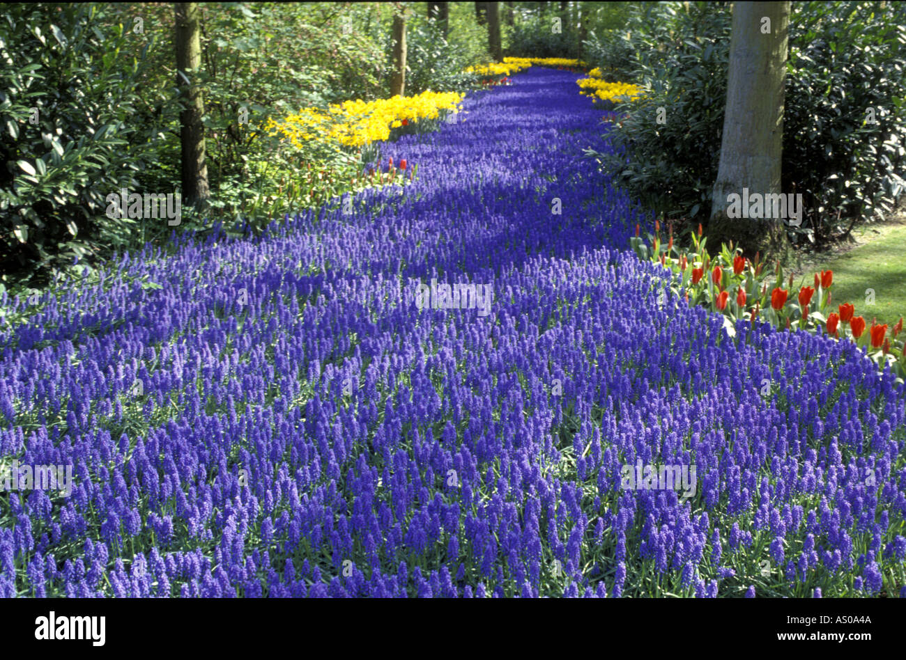 A border of Muscari (Grape hyacinth Stock Photo - Alamy