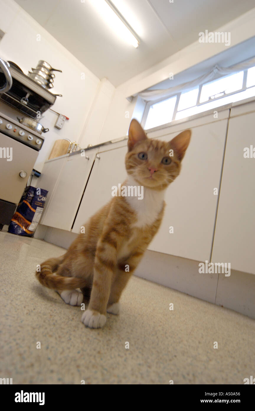 Cat sat waiting hi-res stock photography and images - Alamy