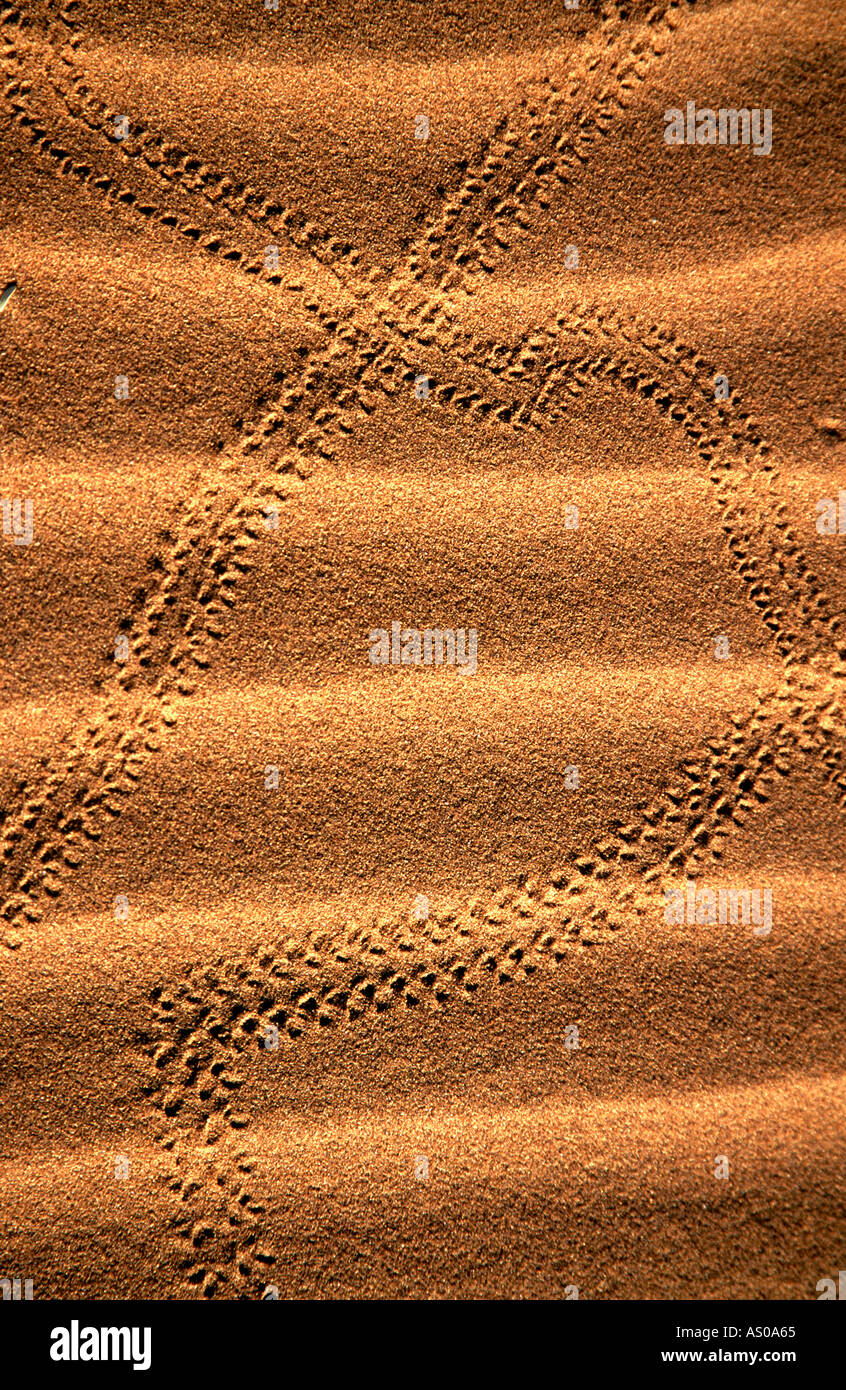Insect tracks in sand hi-res stock photography and images - Alamy