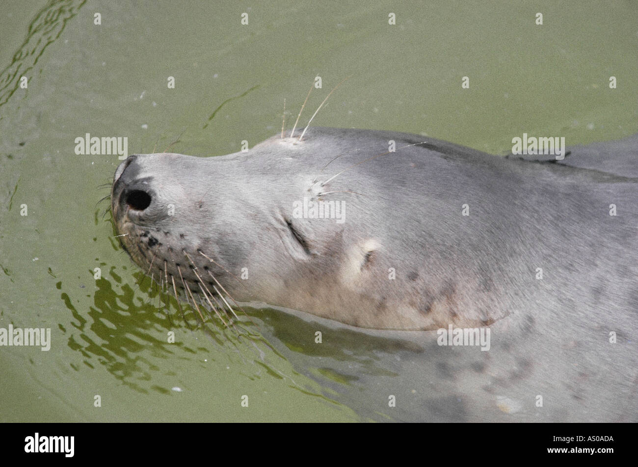 Seal skin coat hi-res stock photography and images - Alamy