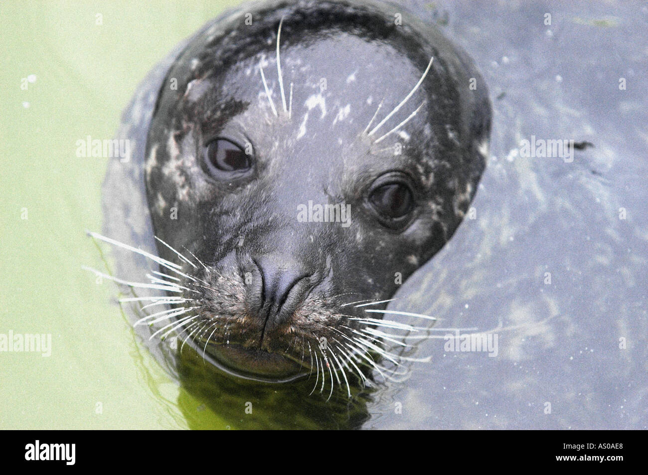 Swimmig seal hi-res stock photography and images - Alamy