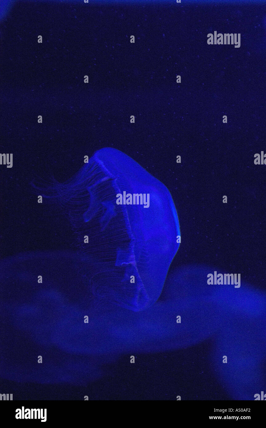 Ultraviolet light fish hi-res stock photography and images - Alamy