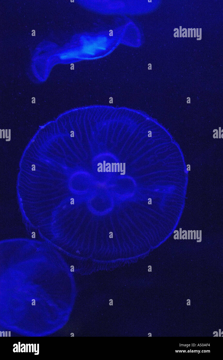 Ultraviolet light fish hi-res stock photography and images - Alamy