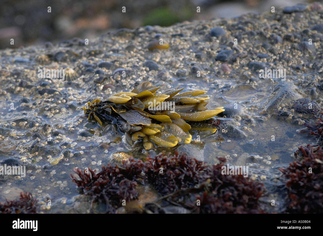 Kelp strands hi-res stock photography and images - Alamy