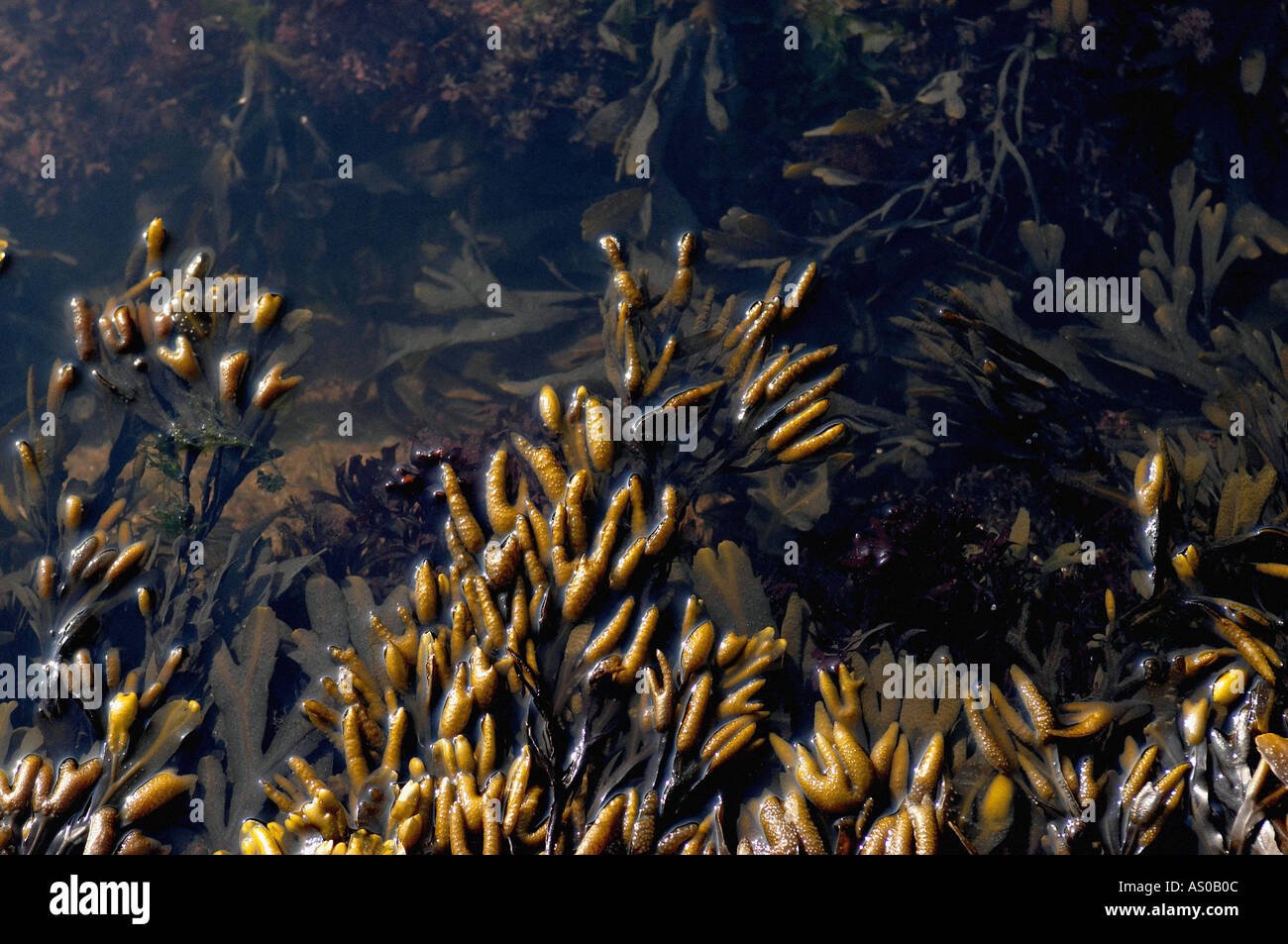 Kelp strands hi-res stock photography and images - Alamy