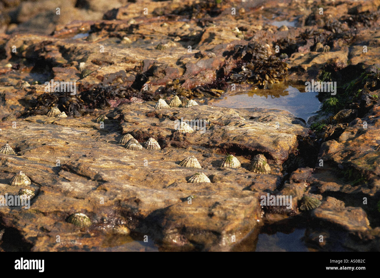 Limpet on beach hi-res stock photography and images - Alamy