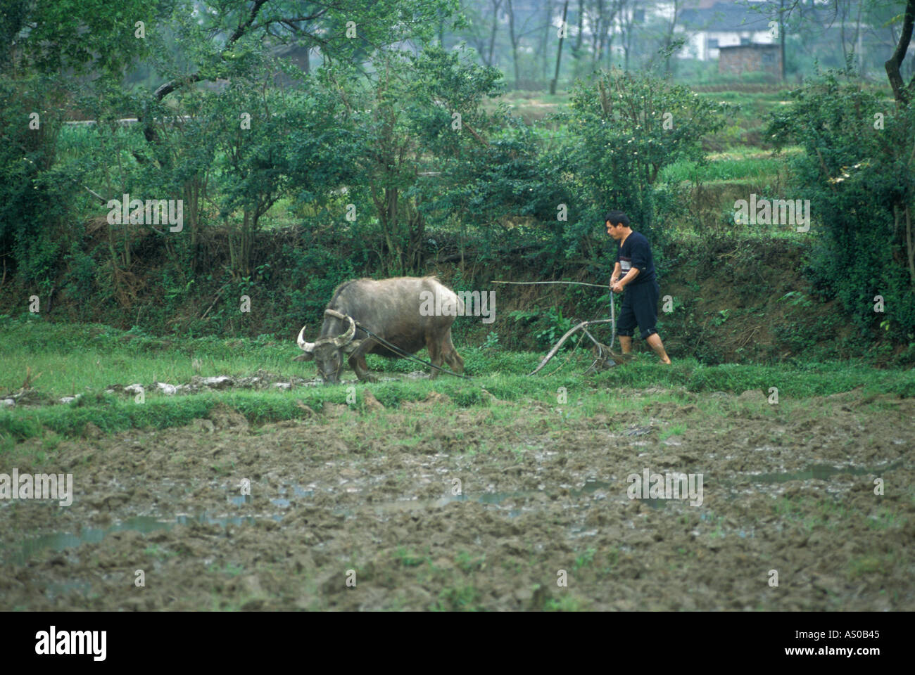 Agriculture ploughing chinese hi-res stock photography and images - Alamy