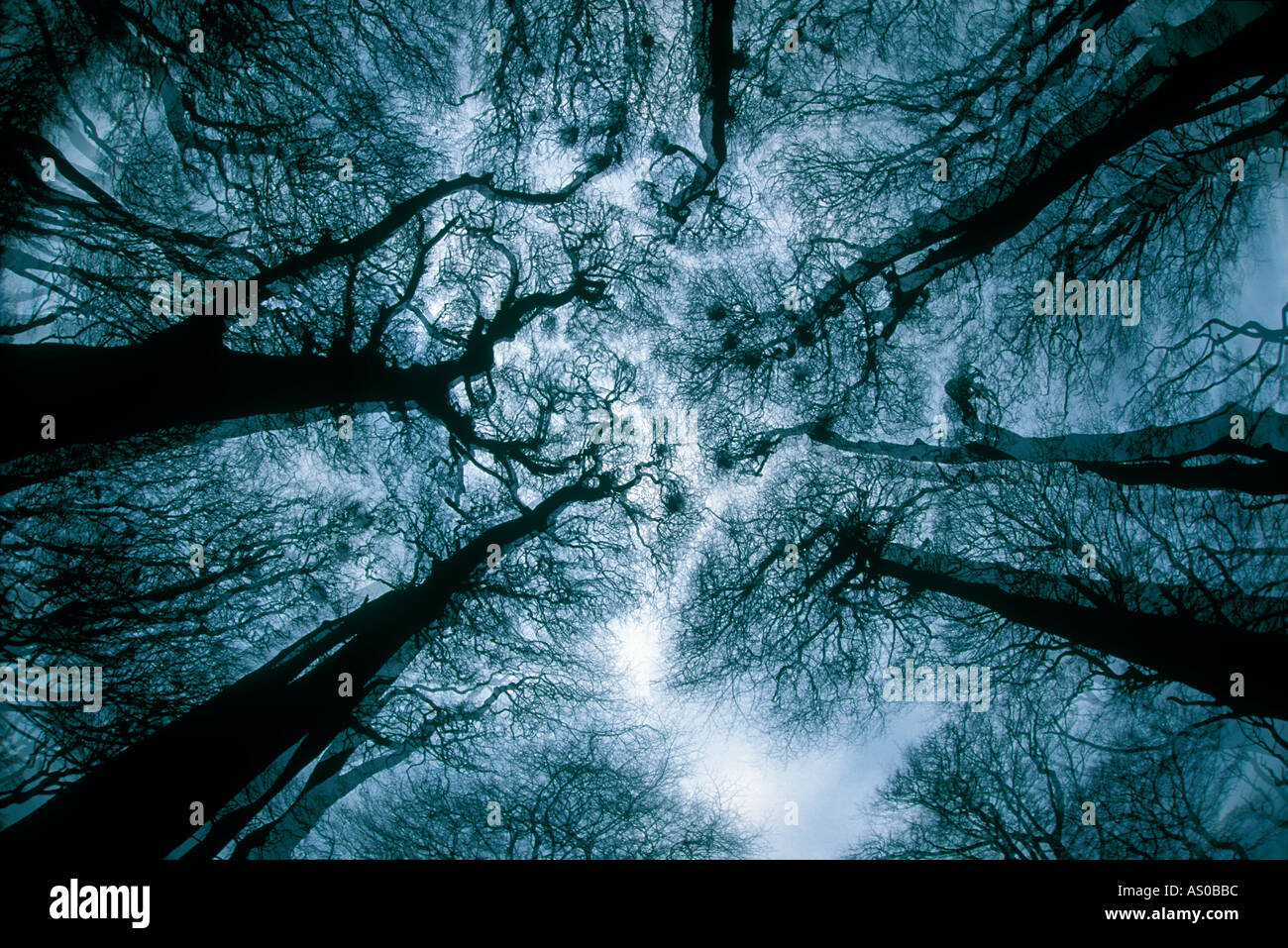 Spooky tree canopy Stock Photo - Alamy