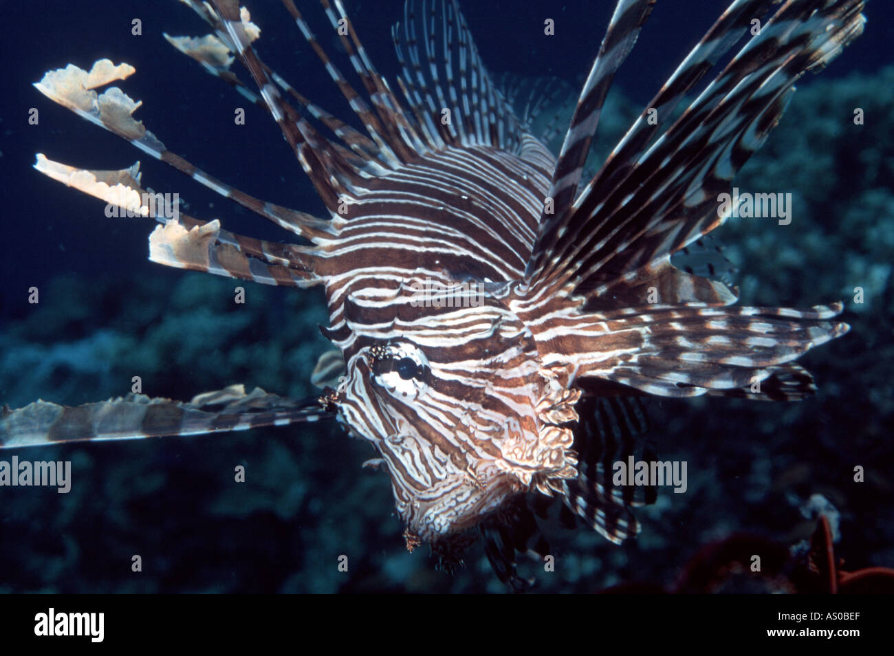 Common lionfish Pterois volitans Great Barrier Reef "Ribbon Reef ...
