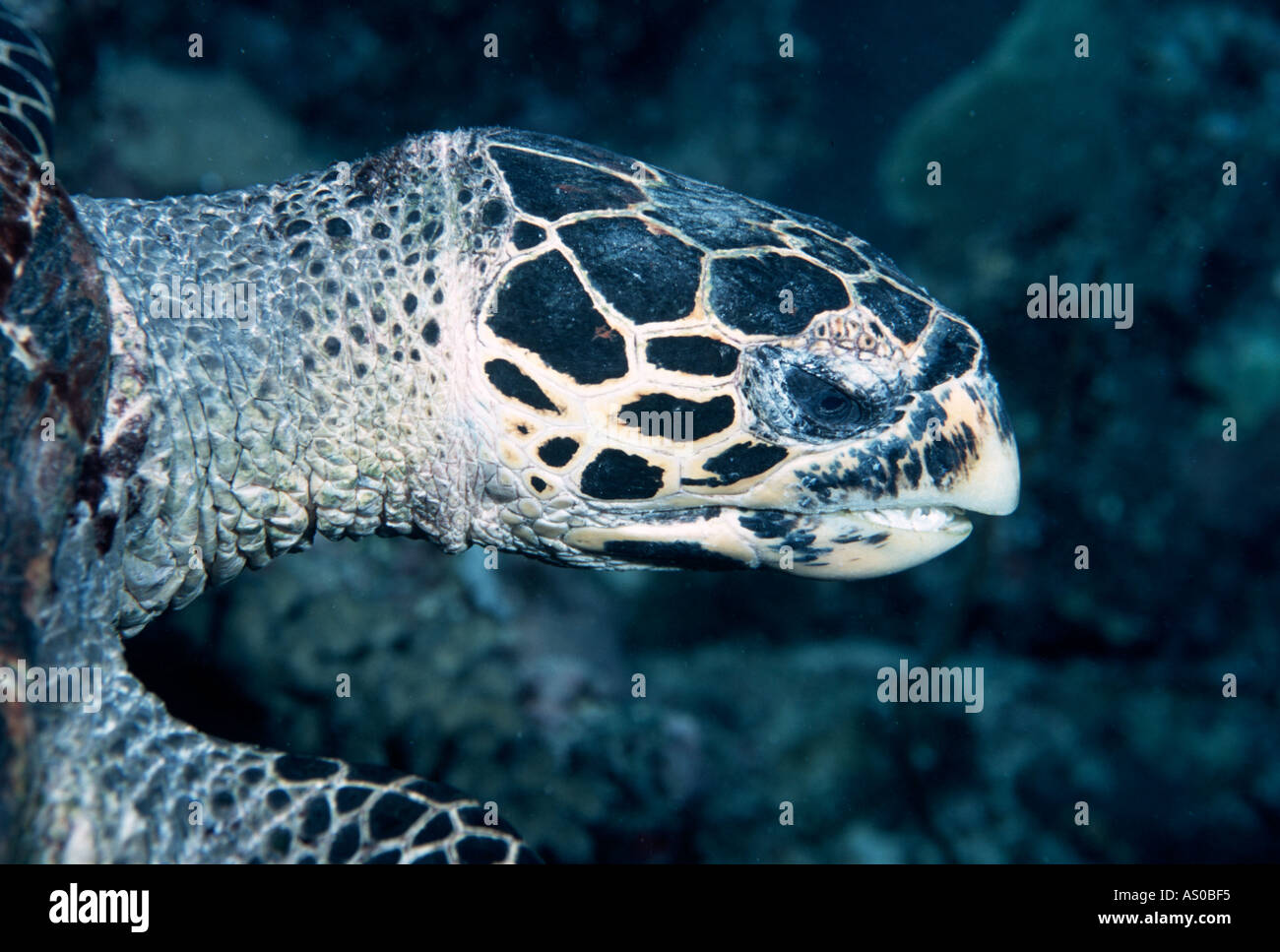 Hawksbill sea turtle beak close up hi-res stock photography and images ...