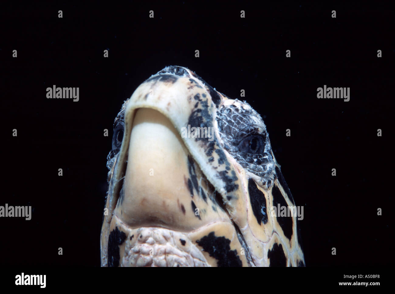 Hawksbill sea turtle beak close up hi-res stock photography and images ...