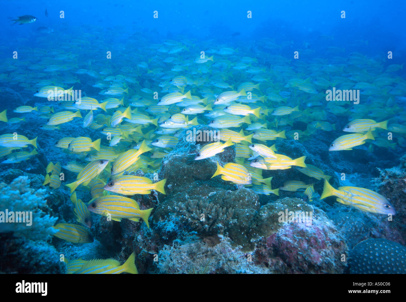 School of Blue strip snapper Lutjanus kasmira Great Barrier Reef ...