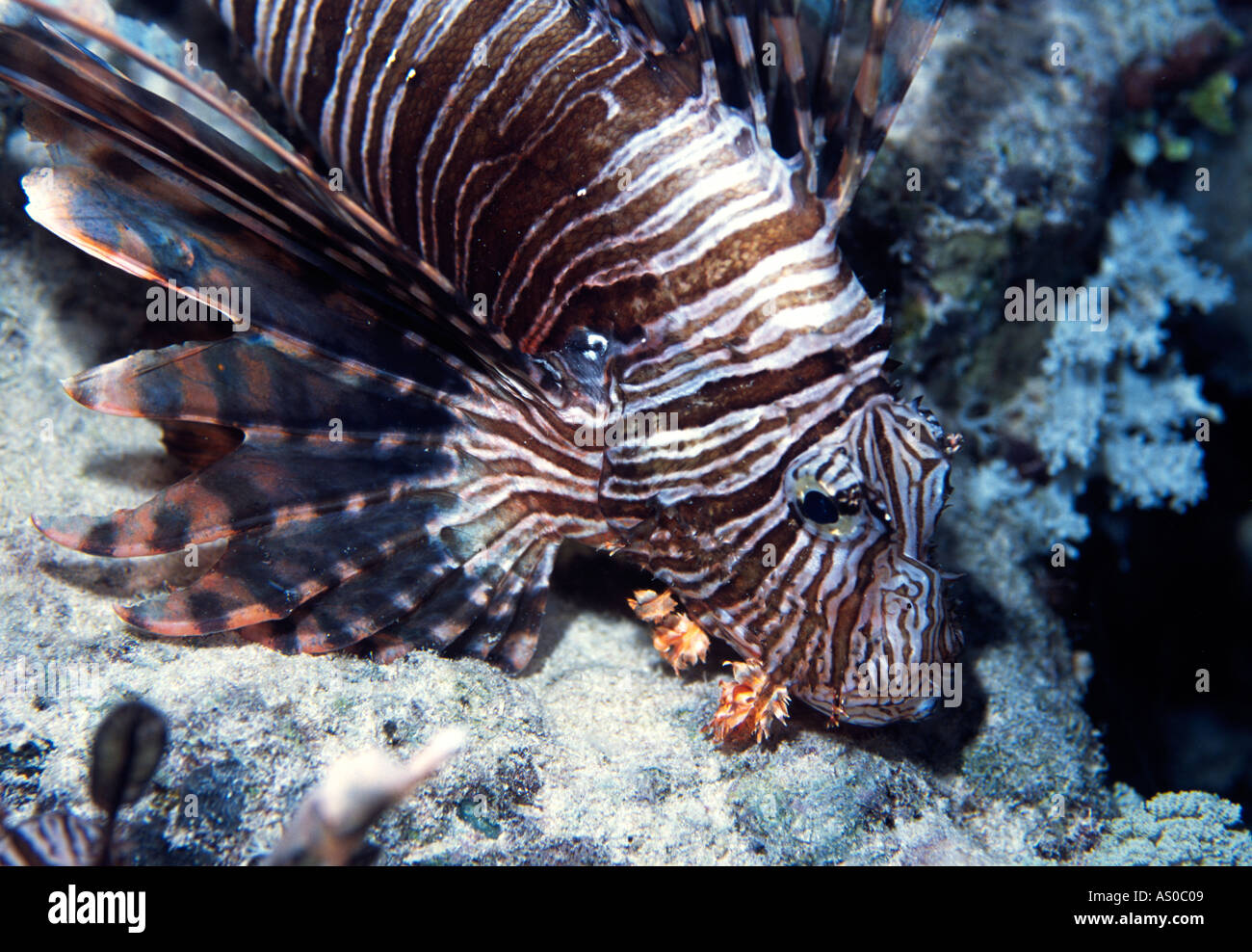 Common lionfish Pterois volitans Great Barrier Reef Ribbon Reef ...