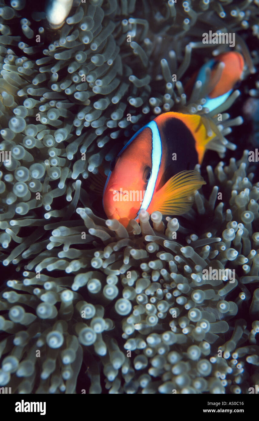 Orange fin Anemonefish Amphiprion chrysopterus on Great Barrier Reef ...