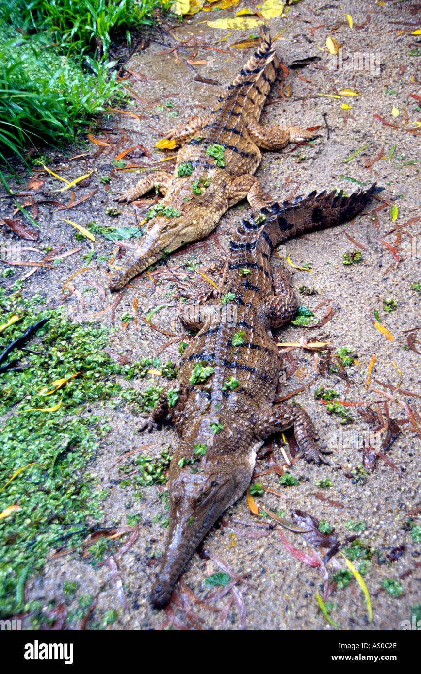 Freshwater crocodiles in Queensland Australia Crocodylus johnstoni ...
