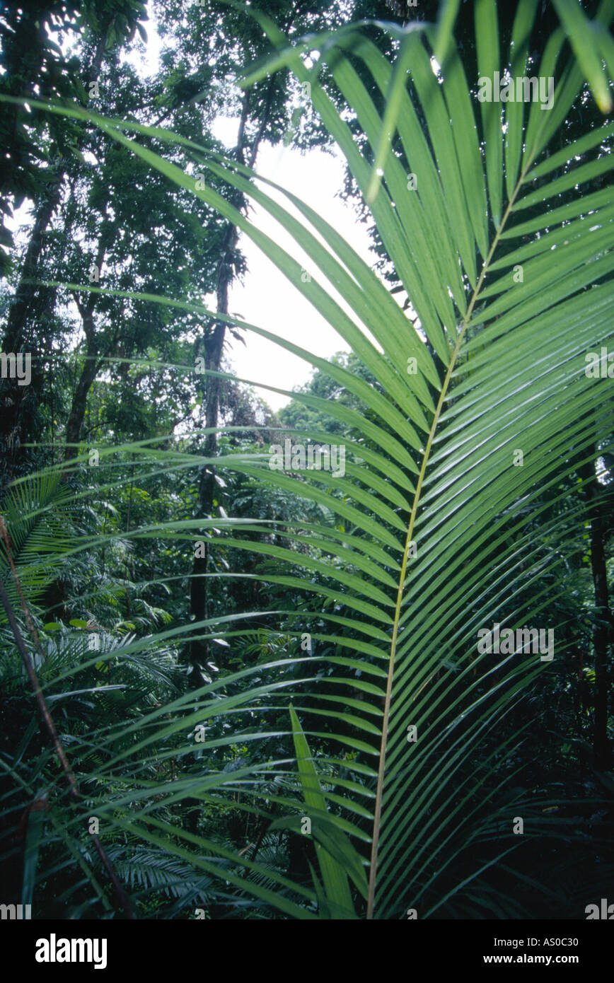 Daintree Rainforest trees in Queensland Rainforest Australia Stock ...