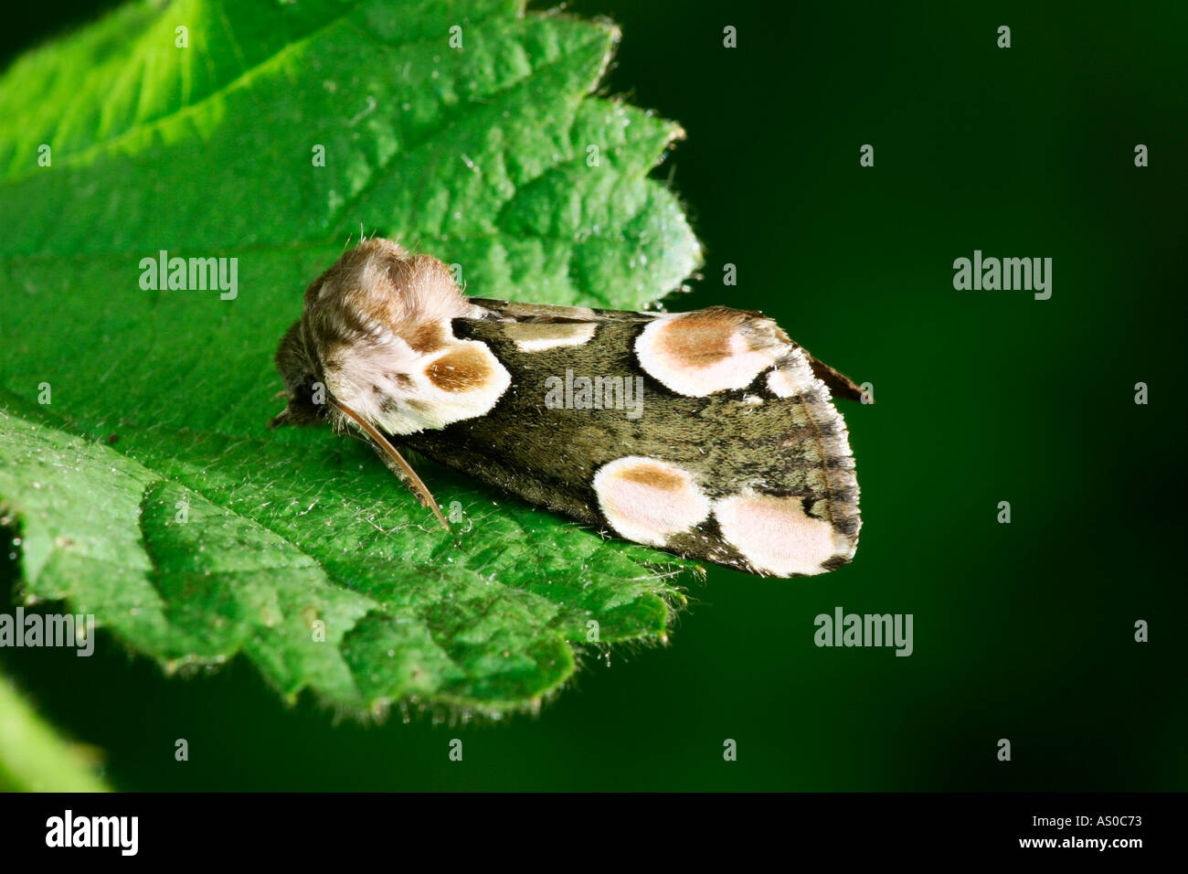 Peach Blossom moth Thyatira batis at rest on bramble leaf potton ...