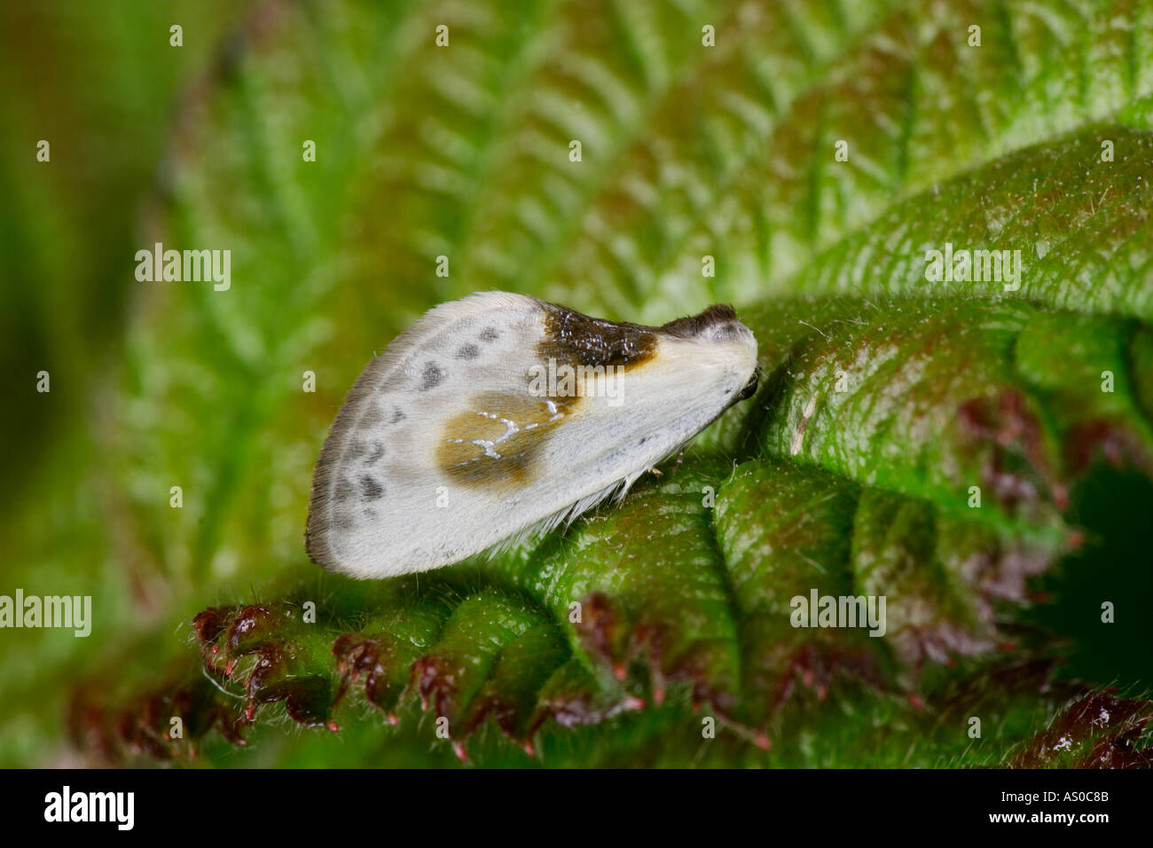 Chinese Character Moth Stock Photos & Chinese Character Moth Stock ...