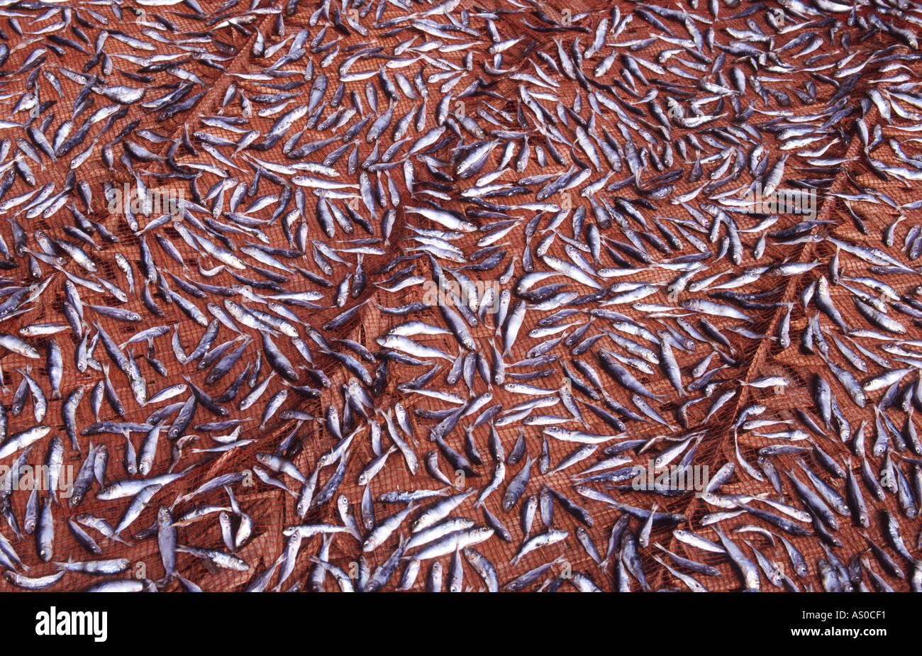 Fish drying in the sun Goa India Stock Photo - Alamy