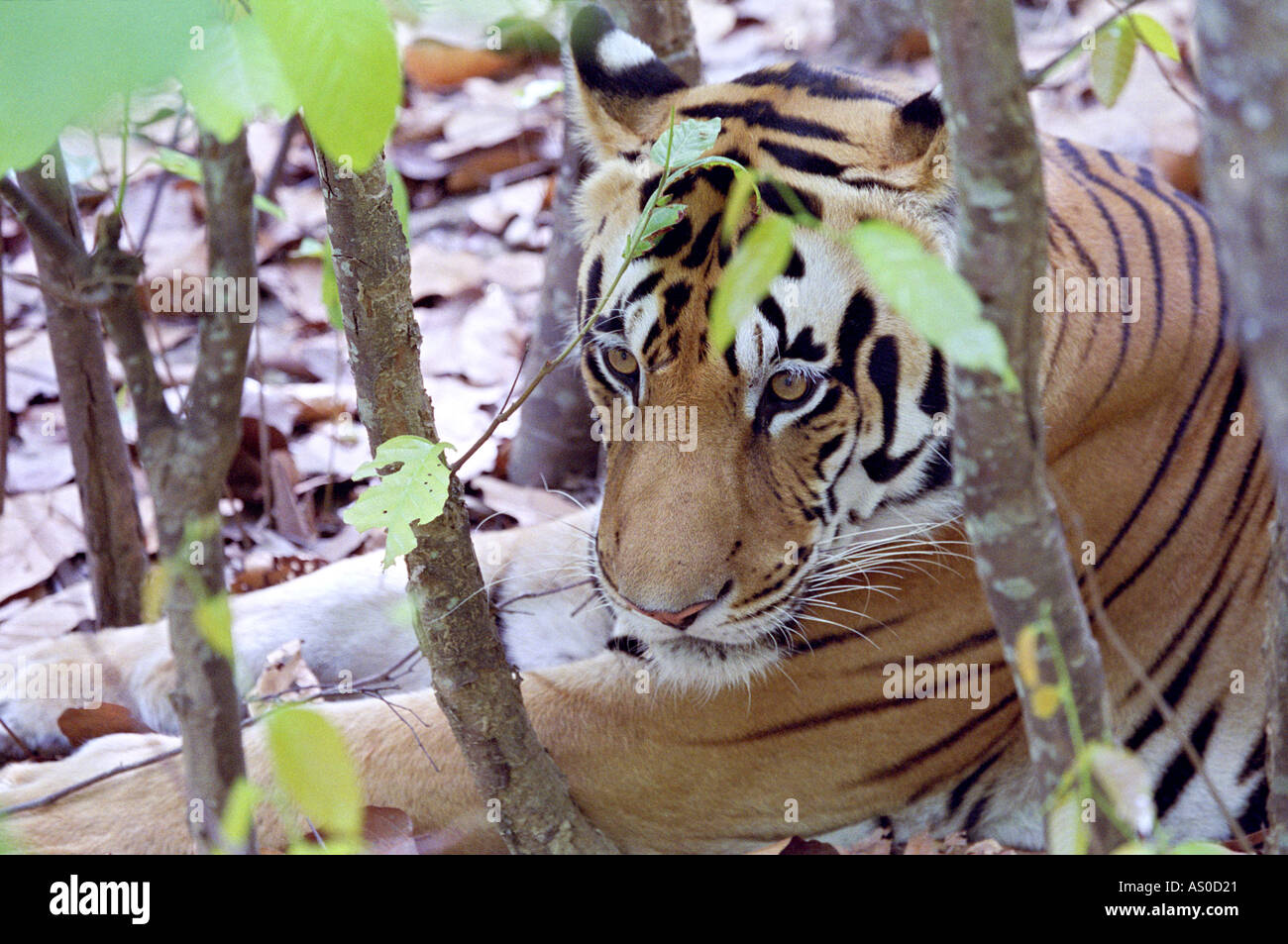 Tiger in Kanha National Park Madhya Pradesh India Stock Photo - Alamy