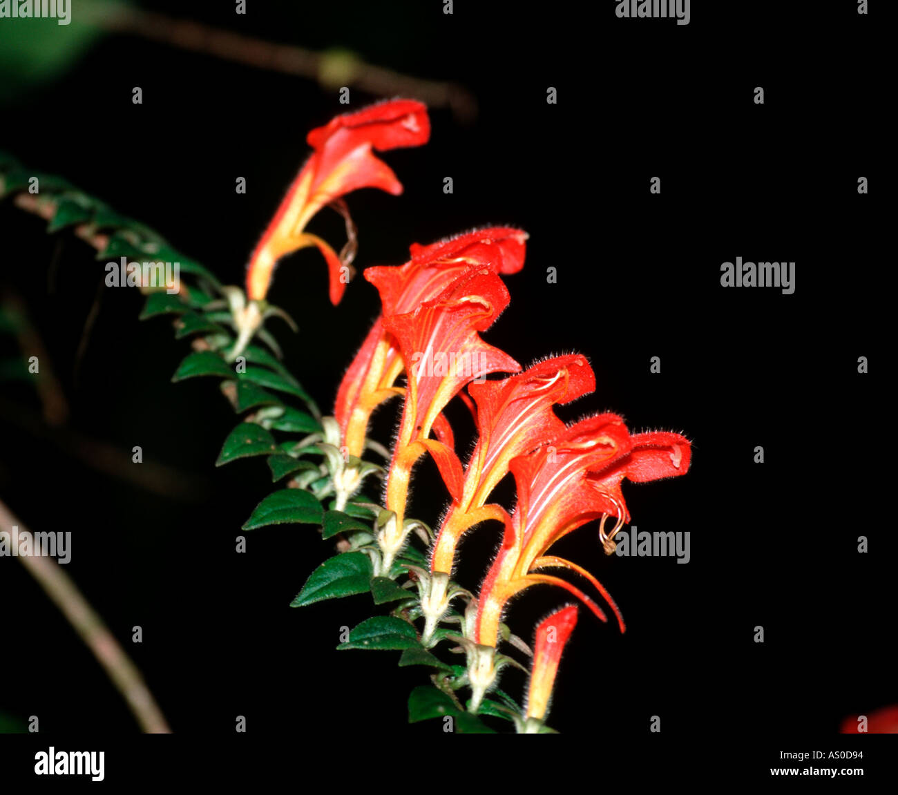 Columnea hi-res stock photography and images - Alamy