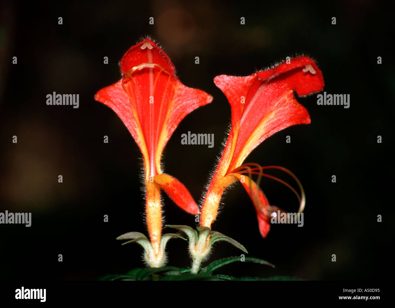 Columnea hi-res stock photography and images - Alamy